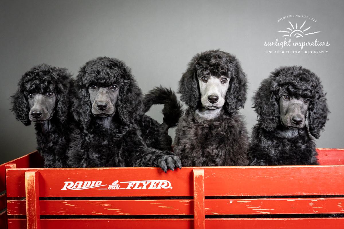 Cascadia Standard Poodles in Oregon | Poodle puppies | Good Dog