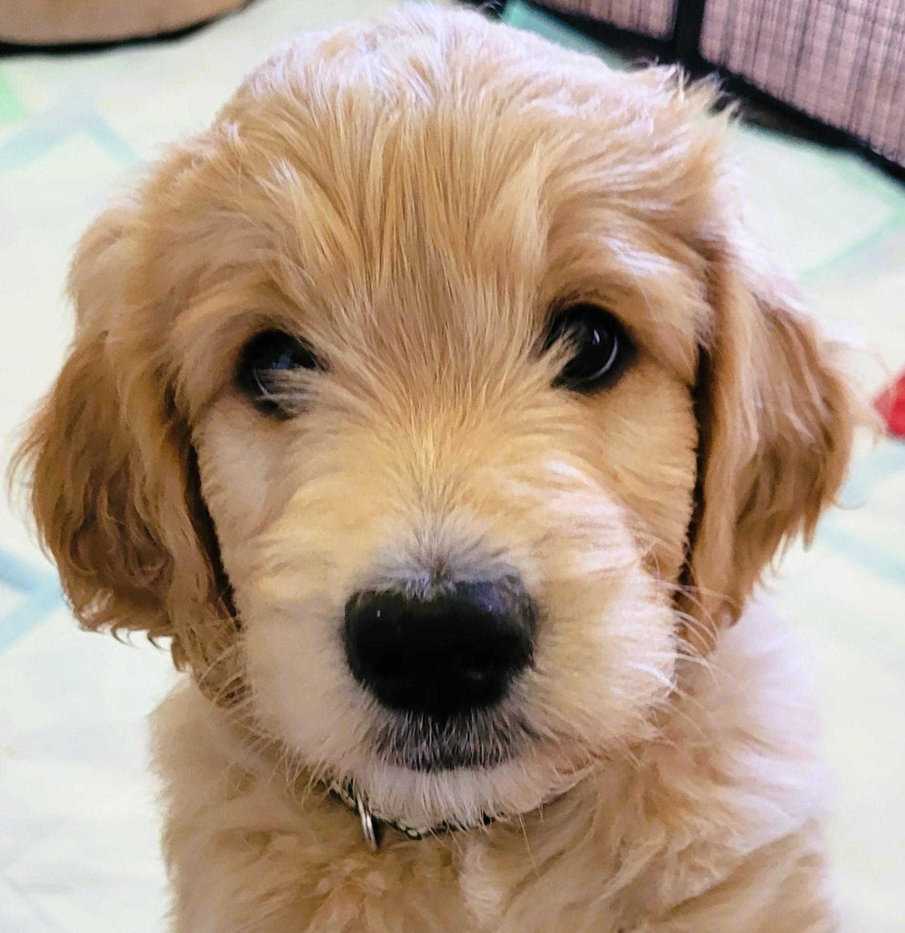 CharLia's Holistic English Cream Golden Retrievers & Doodles in West ...
