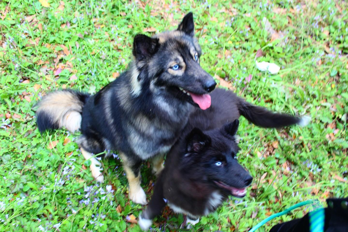 Blue Moon Siberian Husky Haven in Alabama | Siberian Husky puppies ...