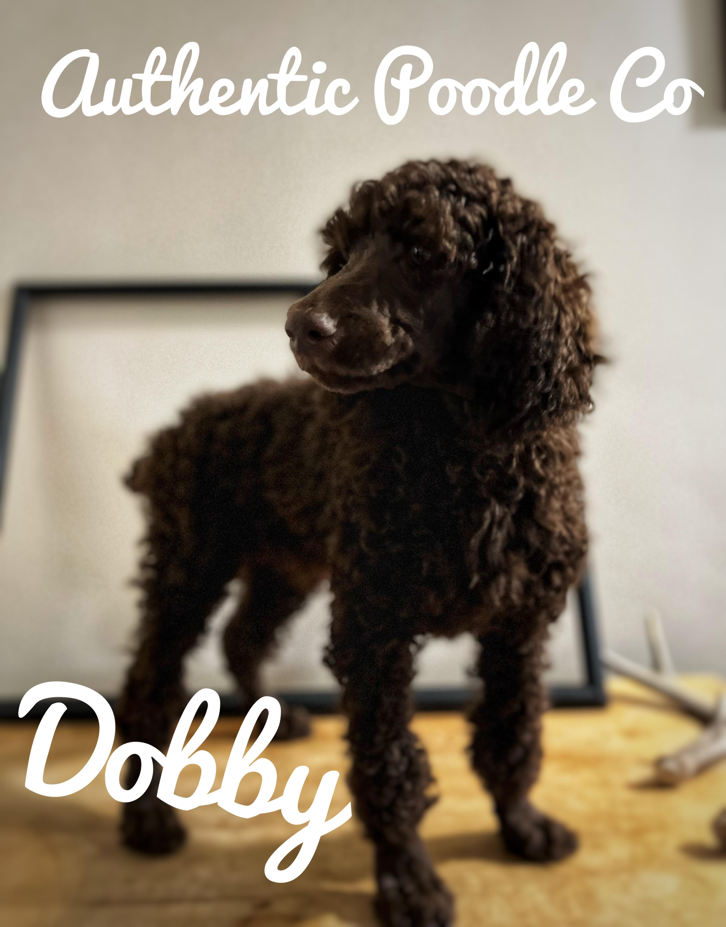 Authentic Poodle Co in Iowa | Poodle puppies | Good Dog