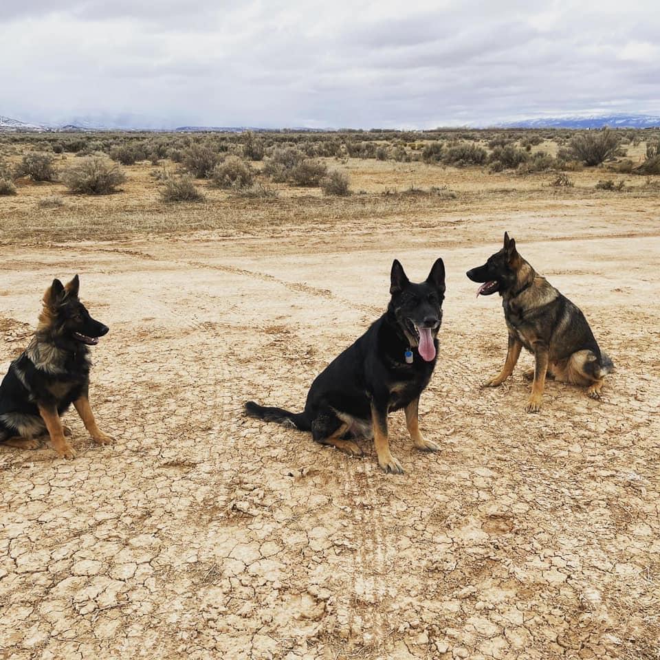 Jade's German Shepherds in Utah | German Shepherd puppies | Good Dog