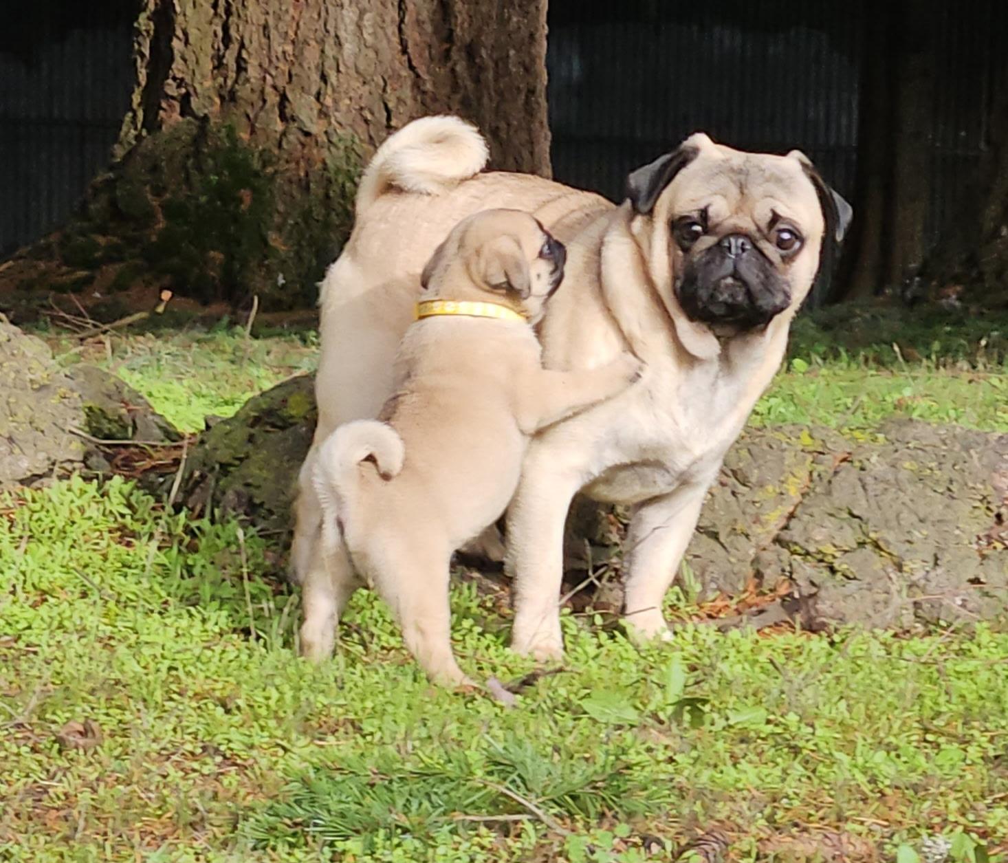 Swift Pugs in Washington | Pug puppies | Good Dog