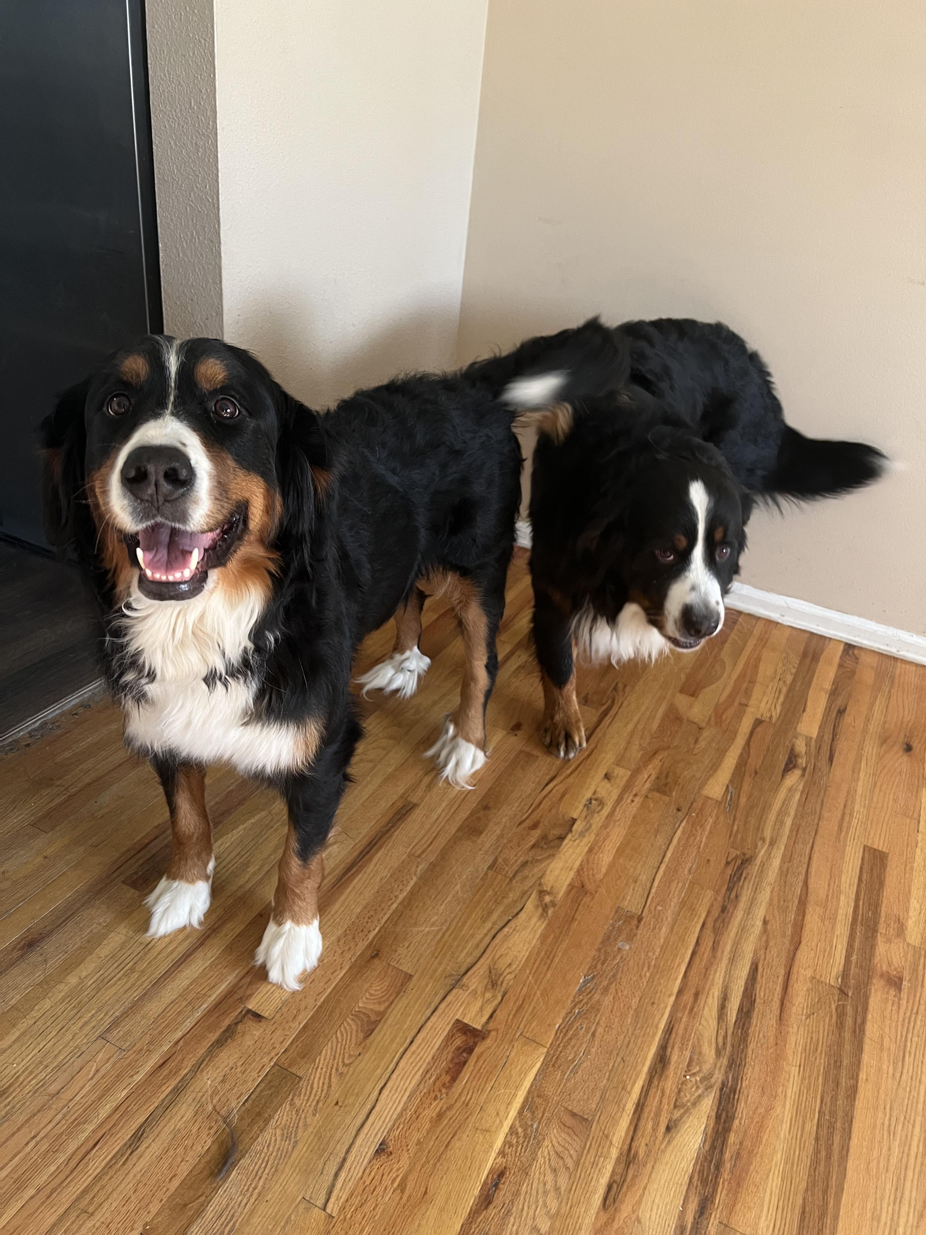 Bastian Mountain Dogs in Colorado | Bernese Mountain Dog and Golden ...