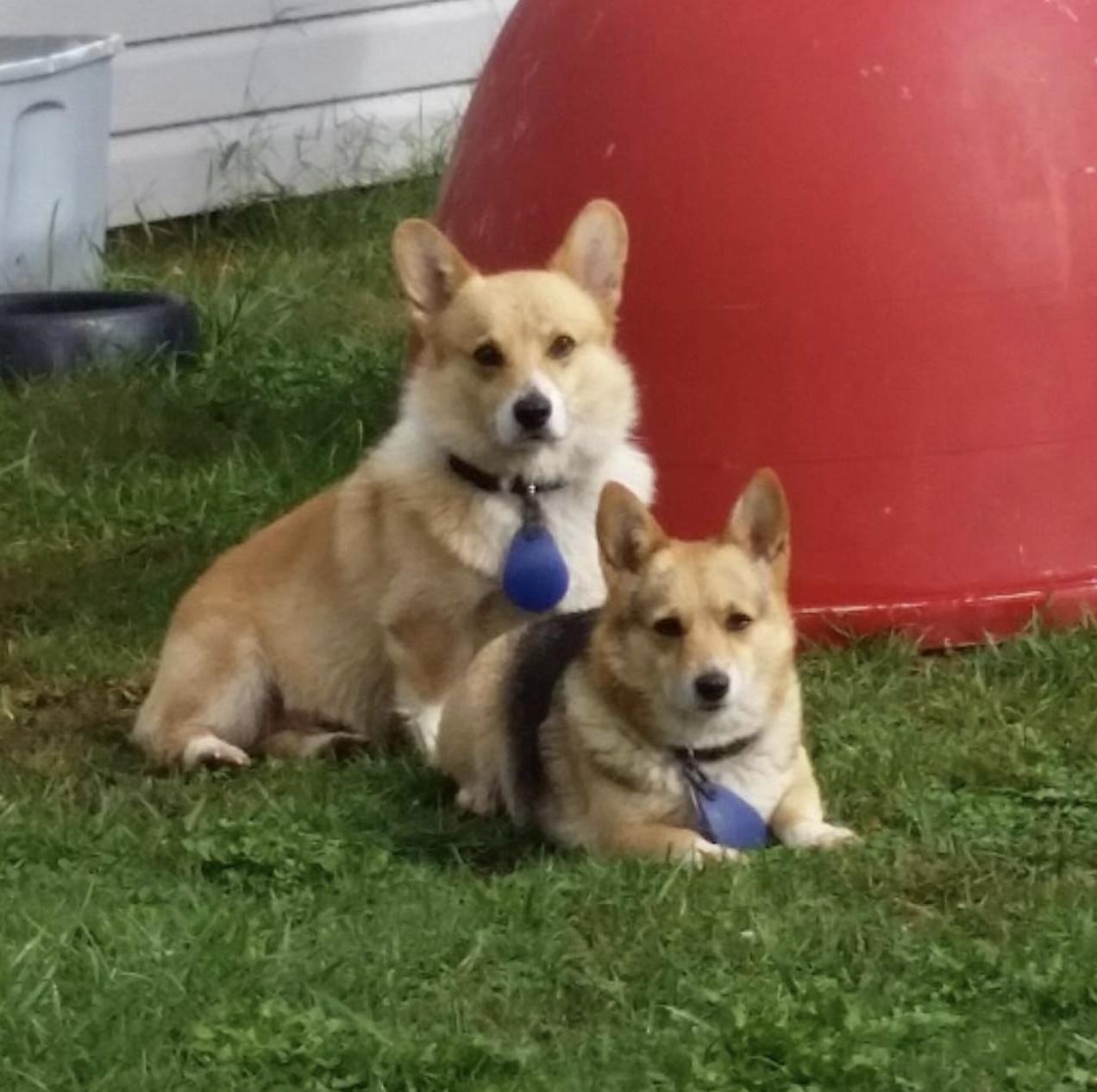 Lil’ Wink’s Corgis in Tennessee | Pembroke Welsh Corgi puppies | Good Dog
