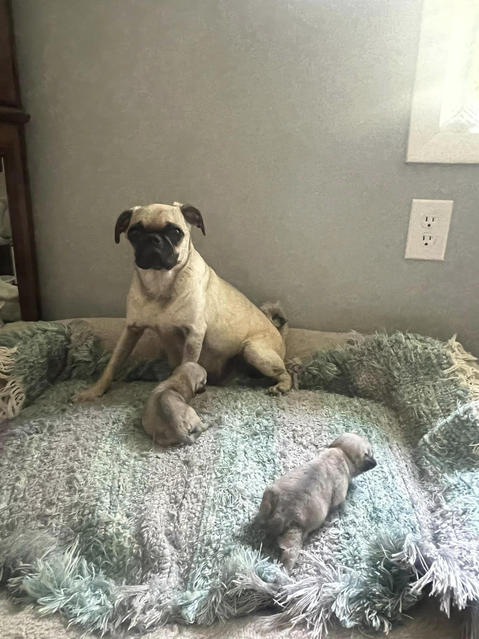 Cook Grandy in Alabama | Pug puppies | Good Dog