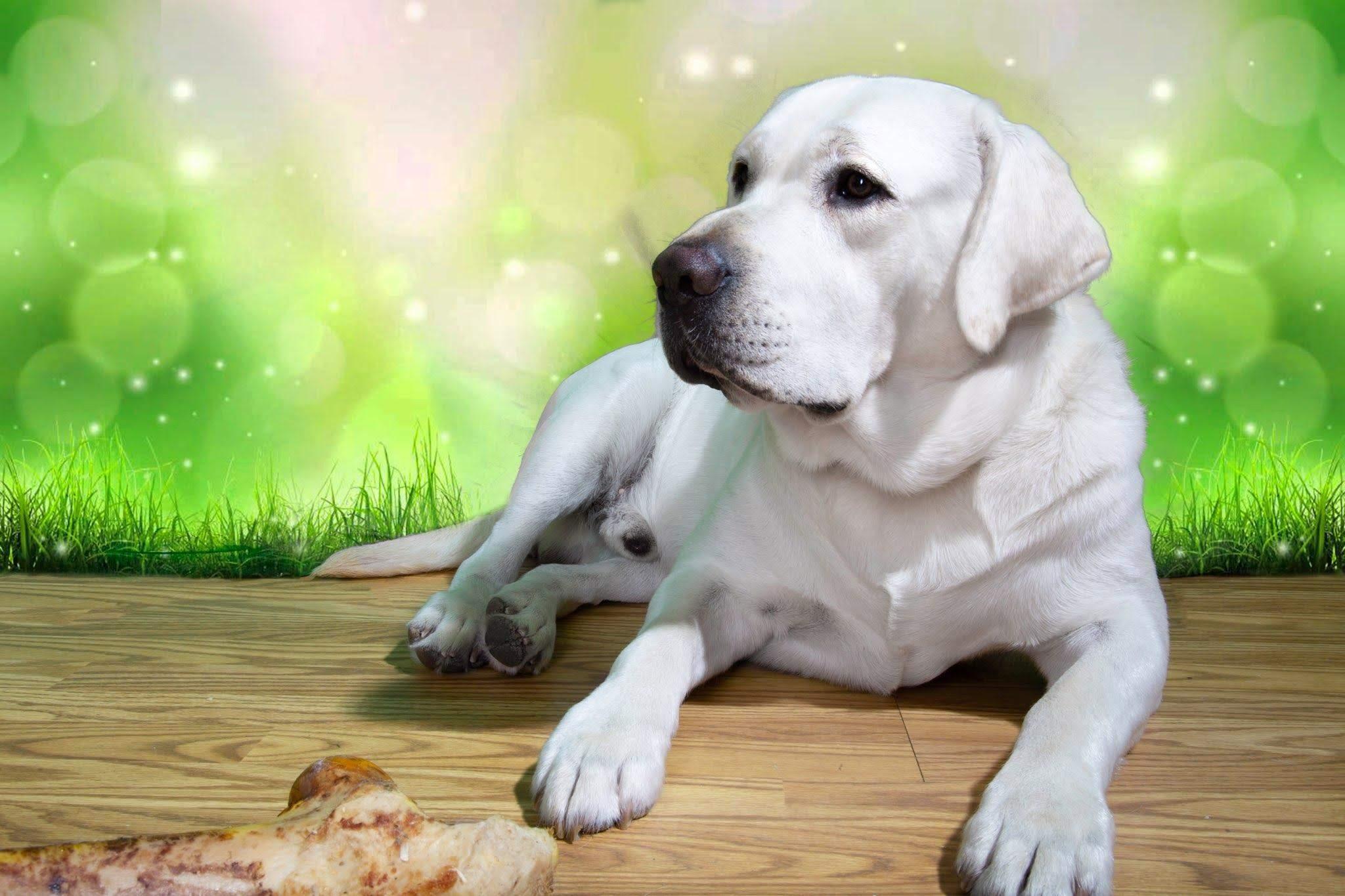 Heavenly polar labs in Idaho | Labrador Retriever puppies | Good Dog