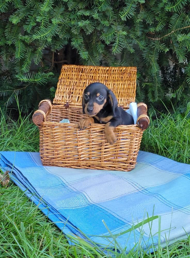 Hekate's Hounds in Ohio | Dachshund puppies | Good Dog