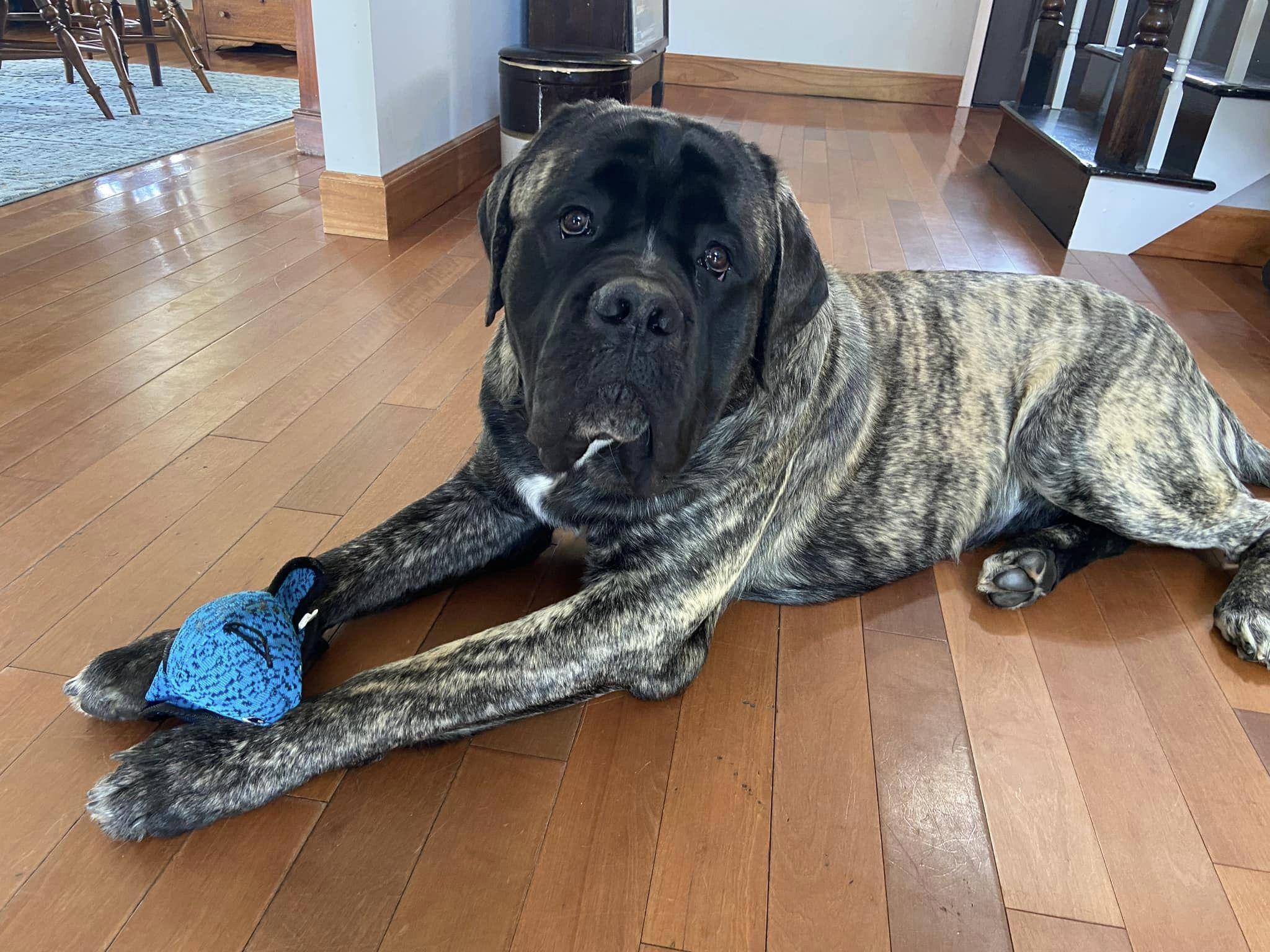 North Star Mastiffs in Pennsylvania | Mastiff puppies | Good Dog