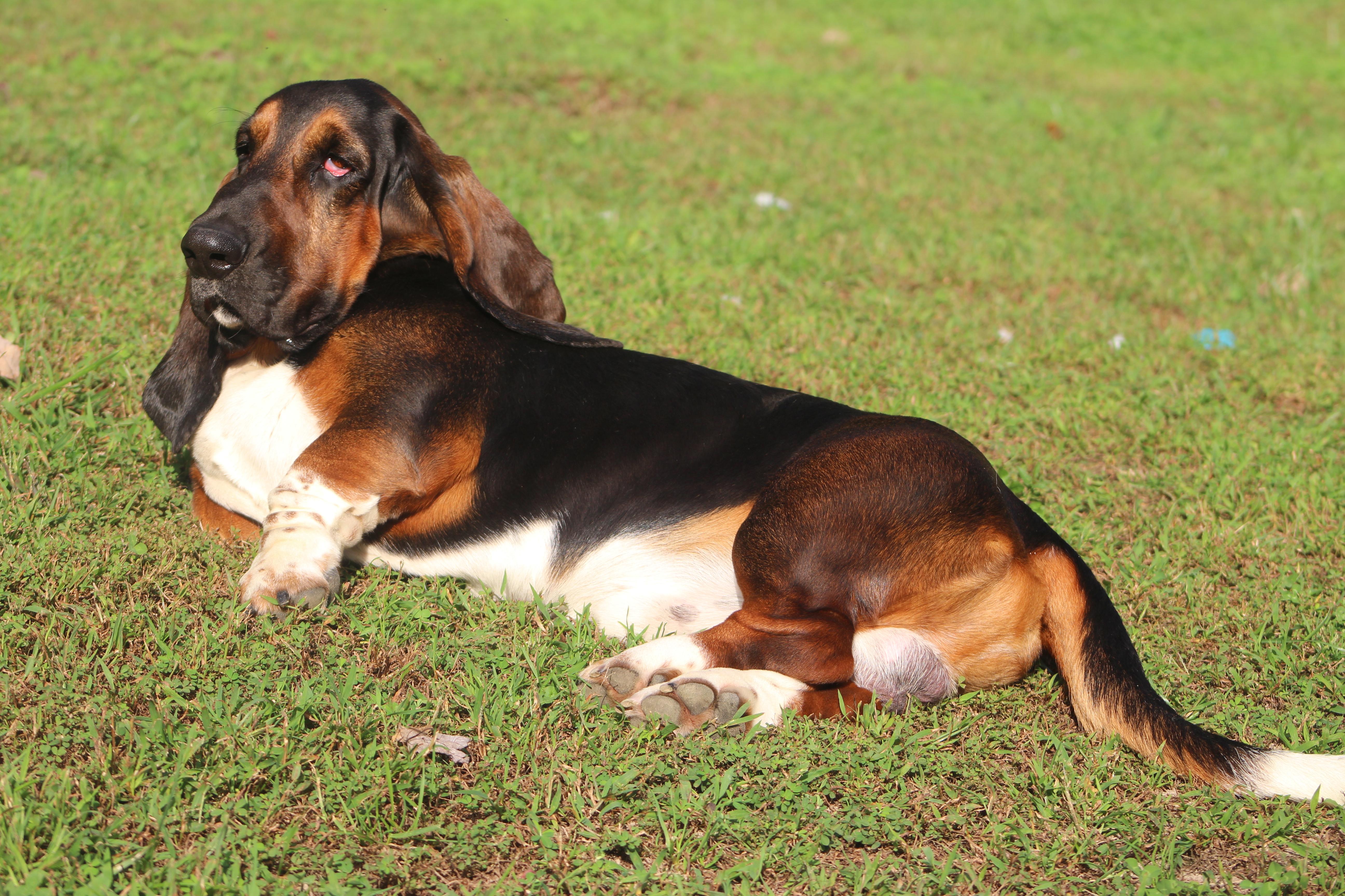 Bear Foot Bassets Of West Virginia in West Virginia | Basset Hound ...