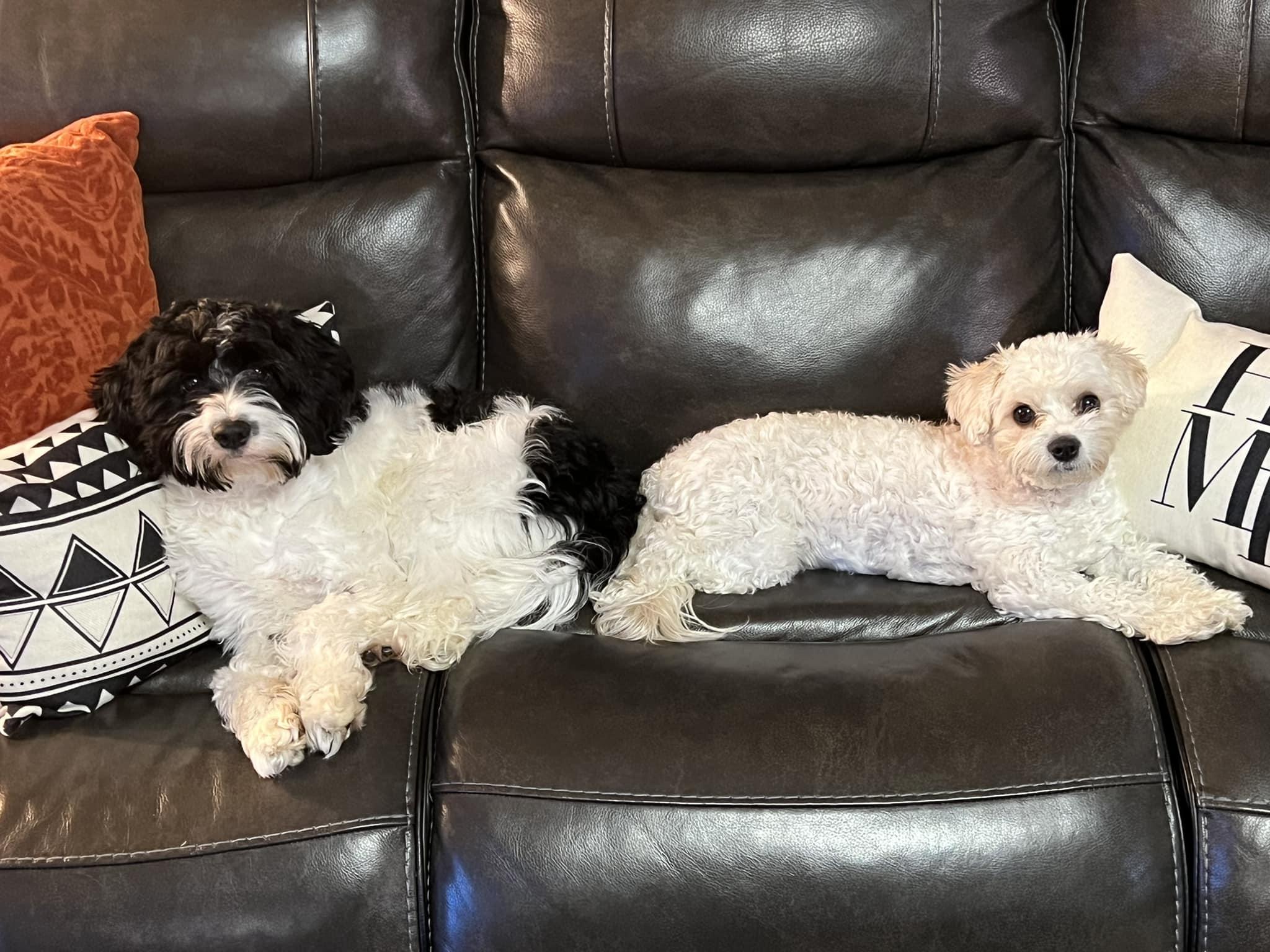 Cavapoos of Cross Hill in South Carolina | Cavapoo puppies | Good Dog