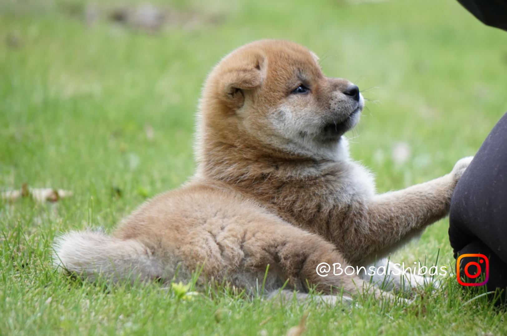 BonsaiShibas in Minnesota | Shiba Inu puppies | Good Dog