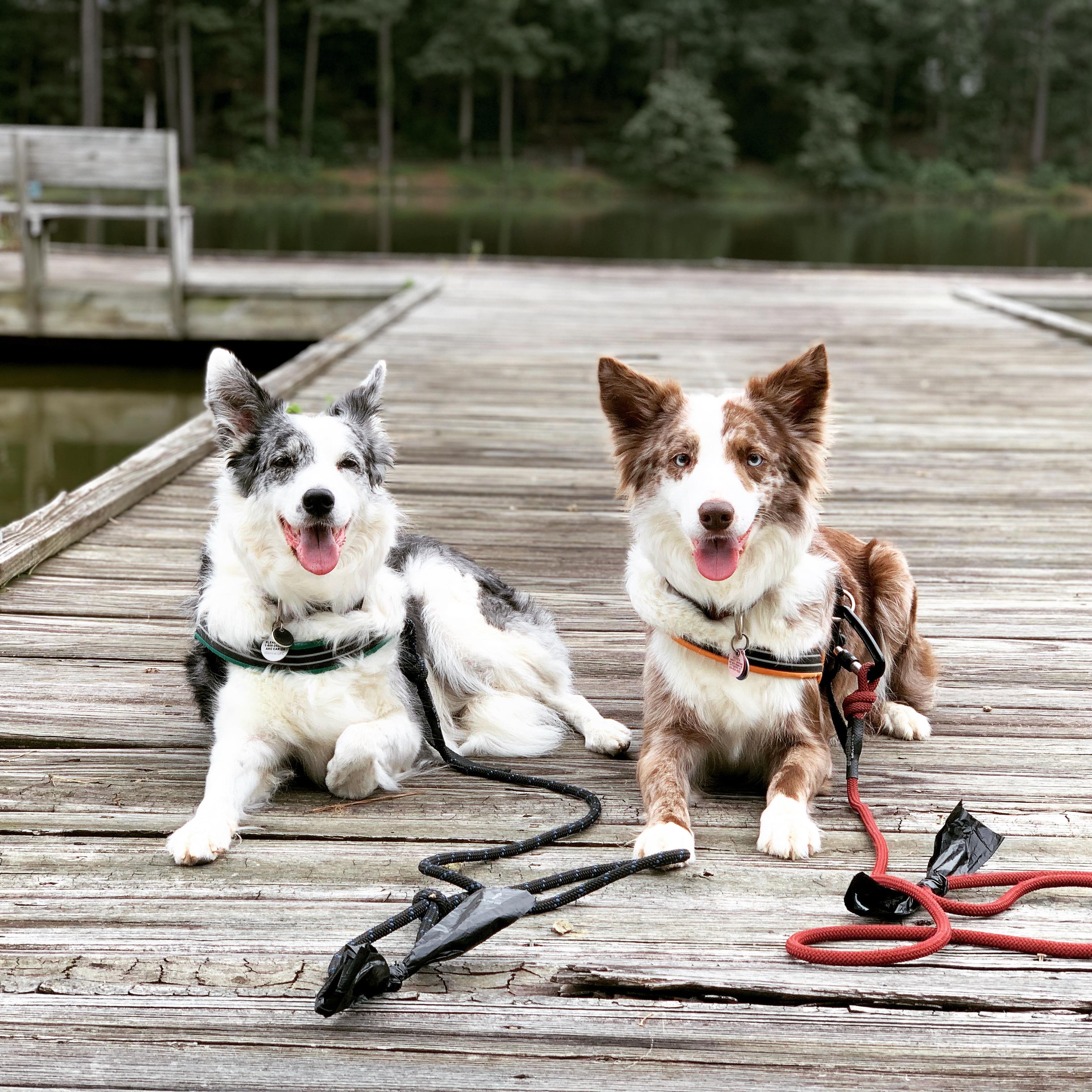 Buck Branch Border Collies in North Carolina | Border Collie puppies ...