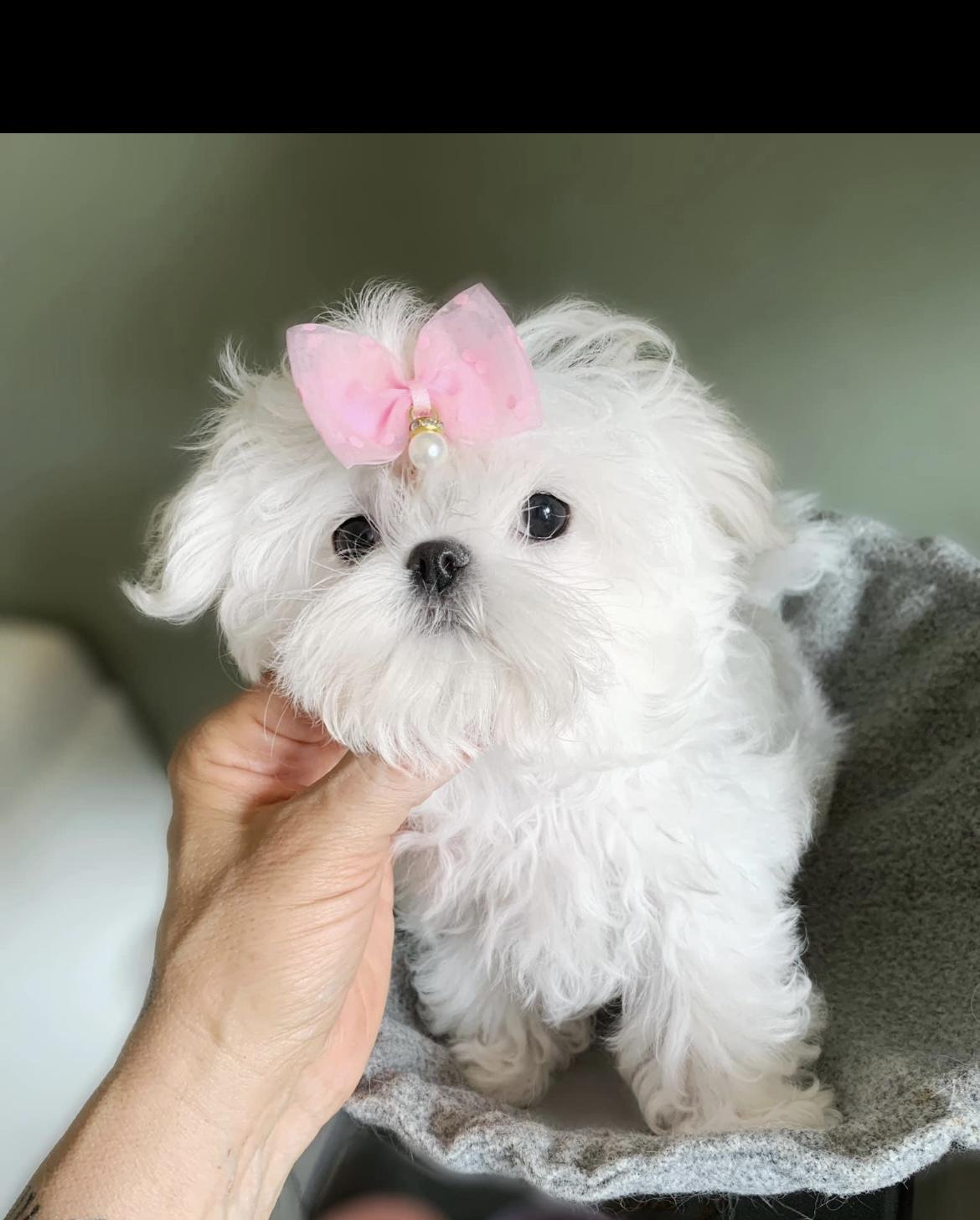 Made to Love Maltese LLC in Texas | Maltese puppies | Good Dog
