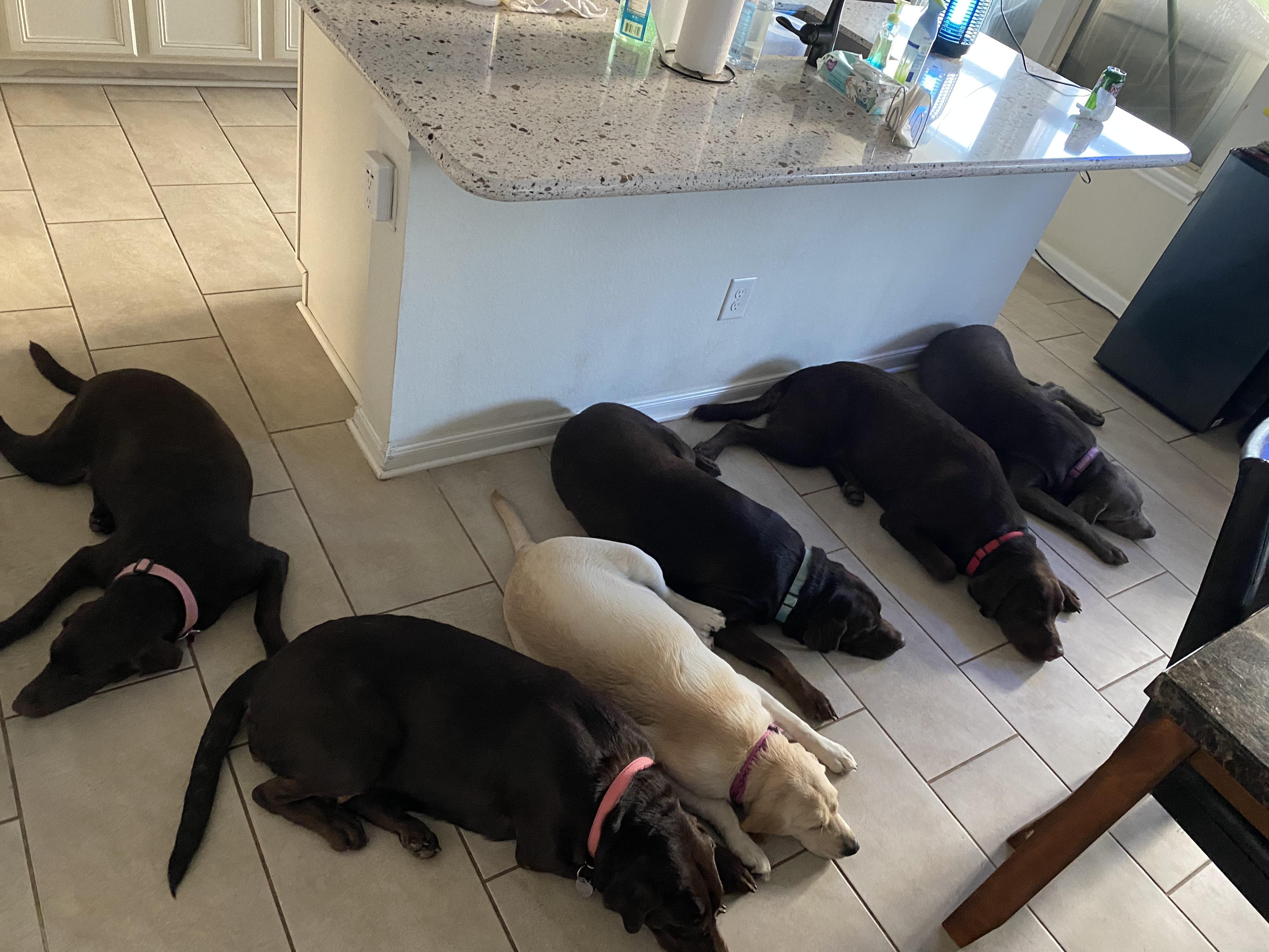 Moran’s Lab’s in Texas | Labrador Retriever and Dilute Retriever ...