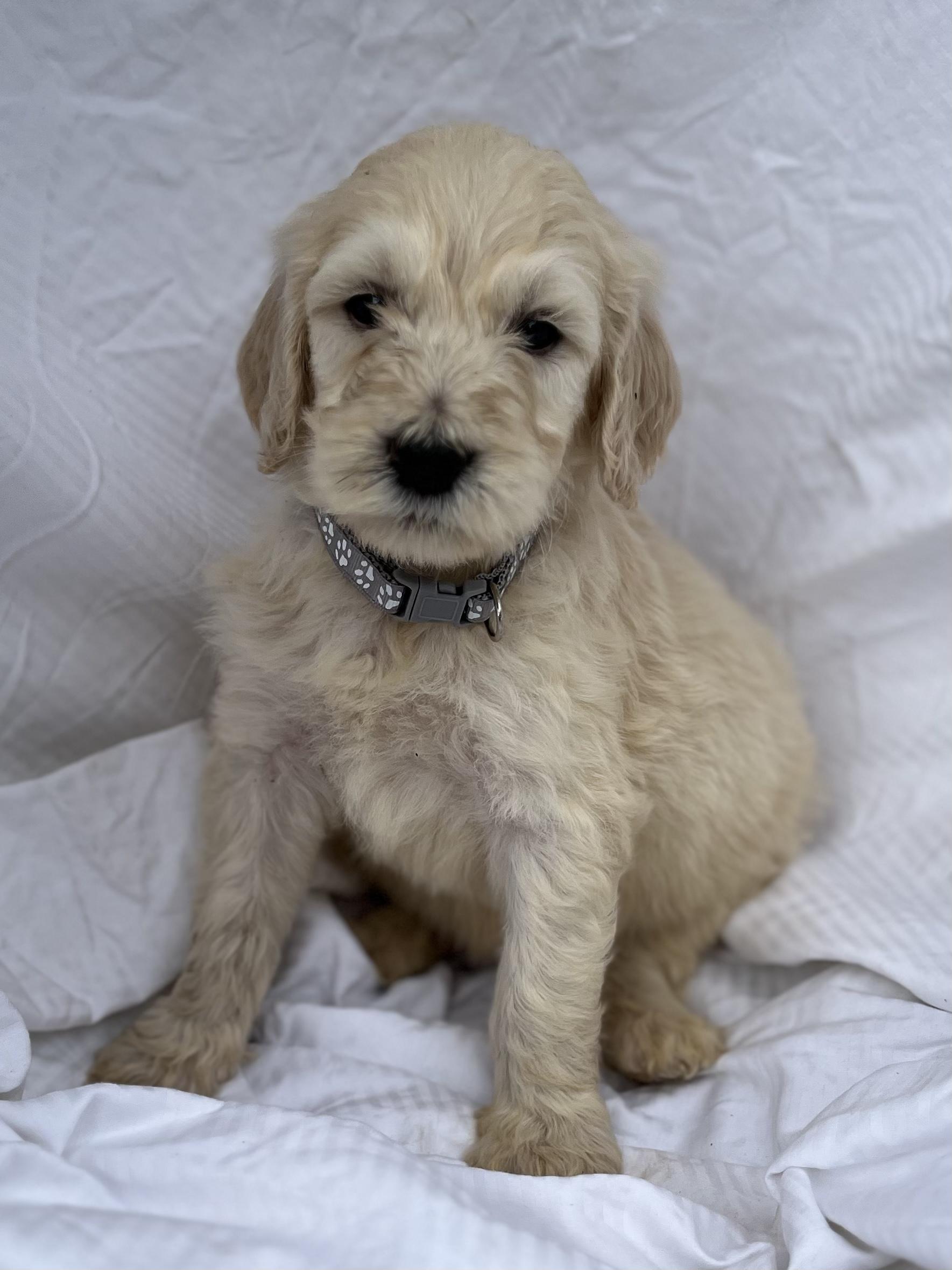 Walker Hill Kennels in Georgia | Bernedoodle and Cavapoo puppies | Good Dog
