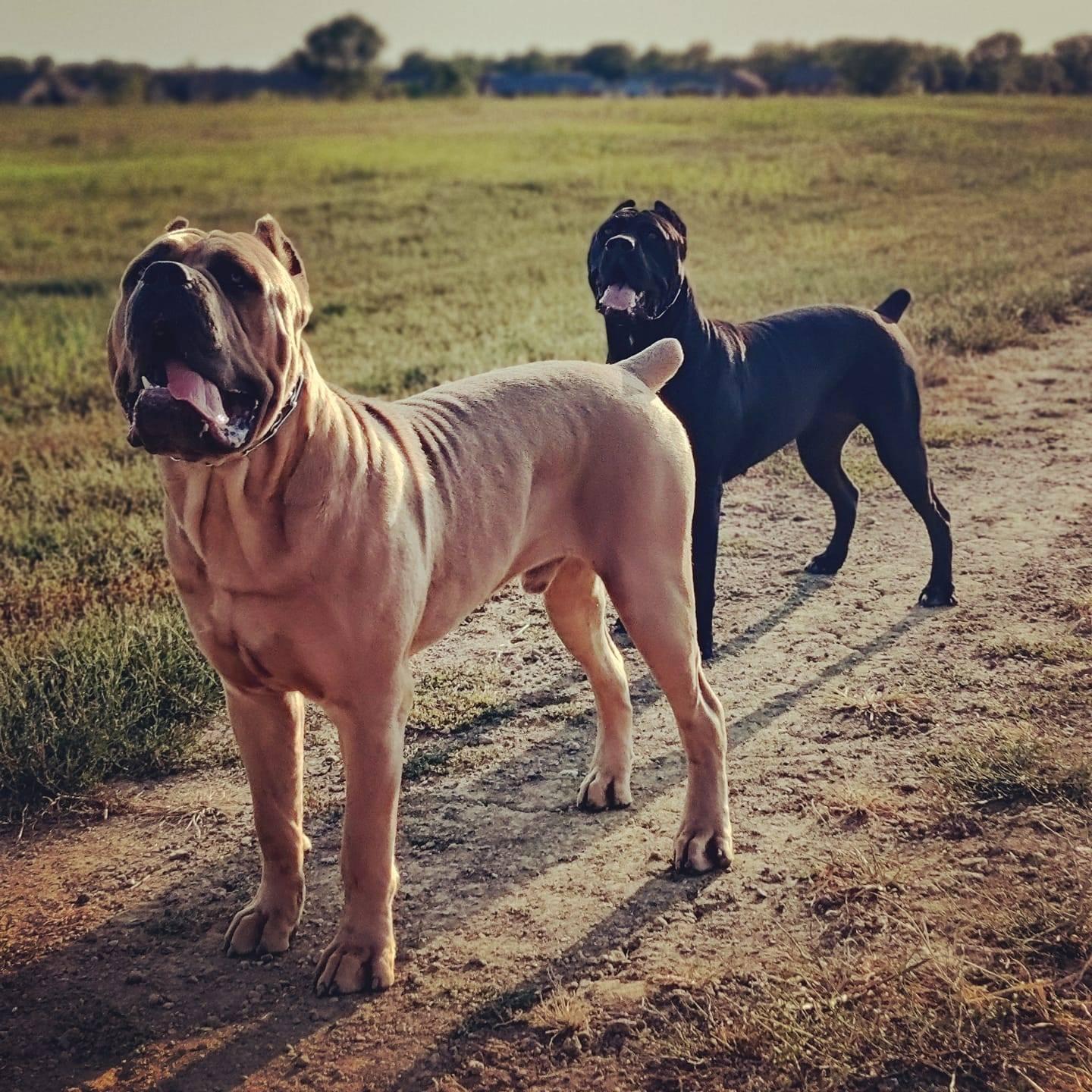 Vae Victis Cane Corso in Kansas | Cane Corso puppies | Good Dog