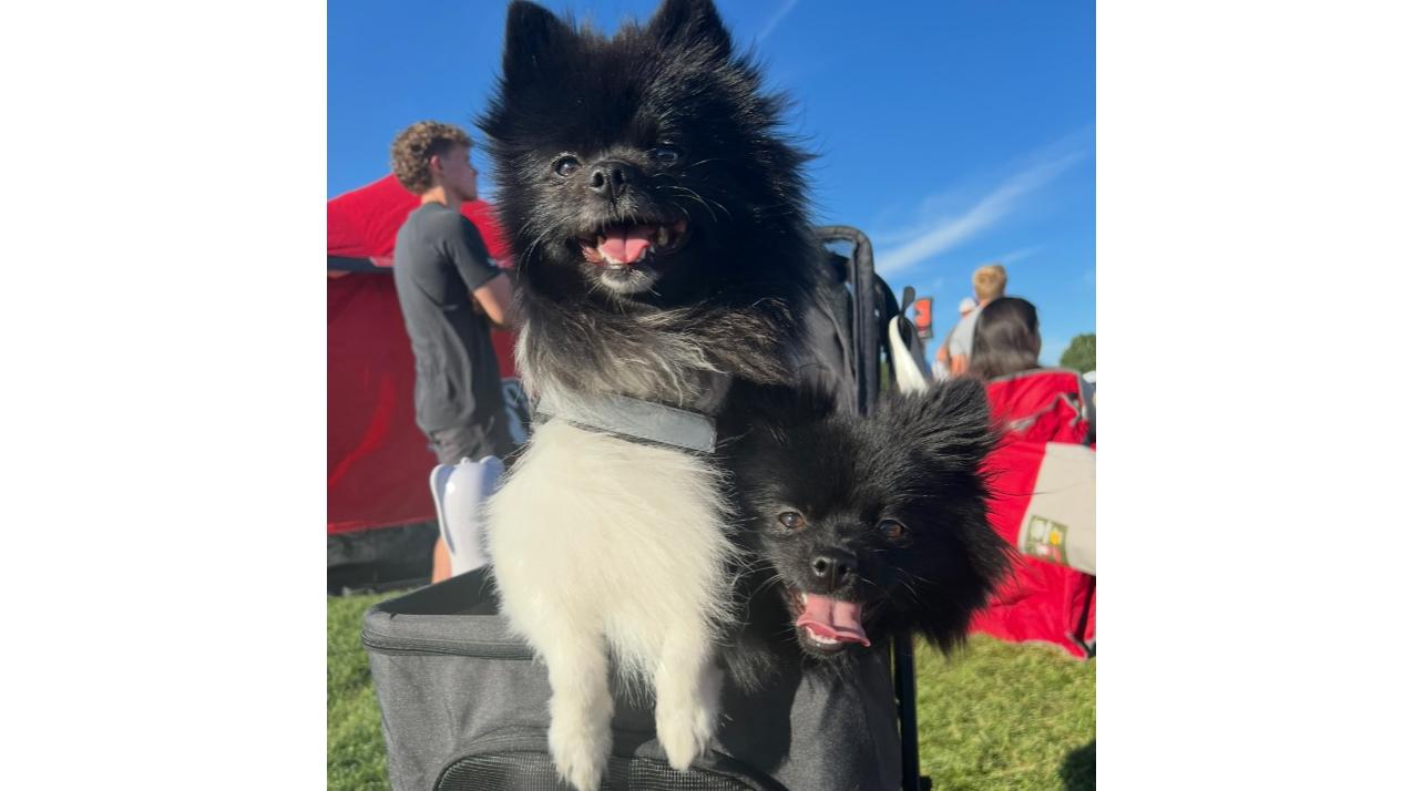 Royal Paws Of Colorado in Colorado | Pomeranian puppies | Good Dog