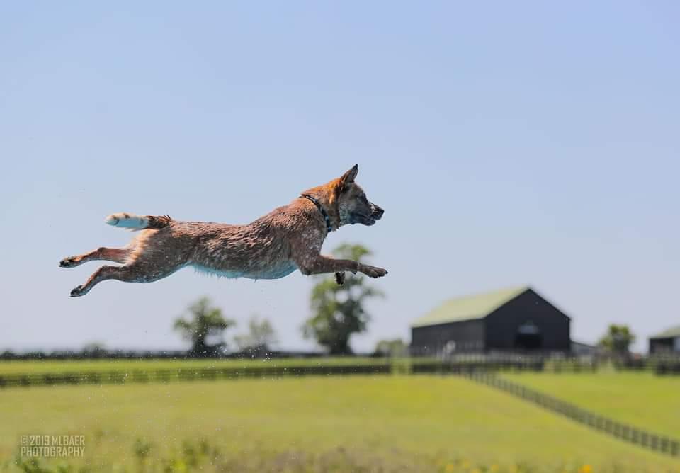 Outfoxed Australian Cattle Dogs in Kentucky | Australian Cattle Dog ...