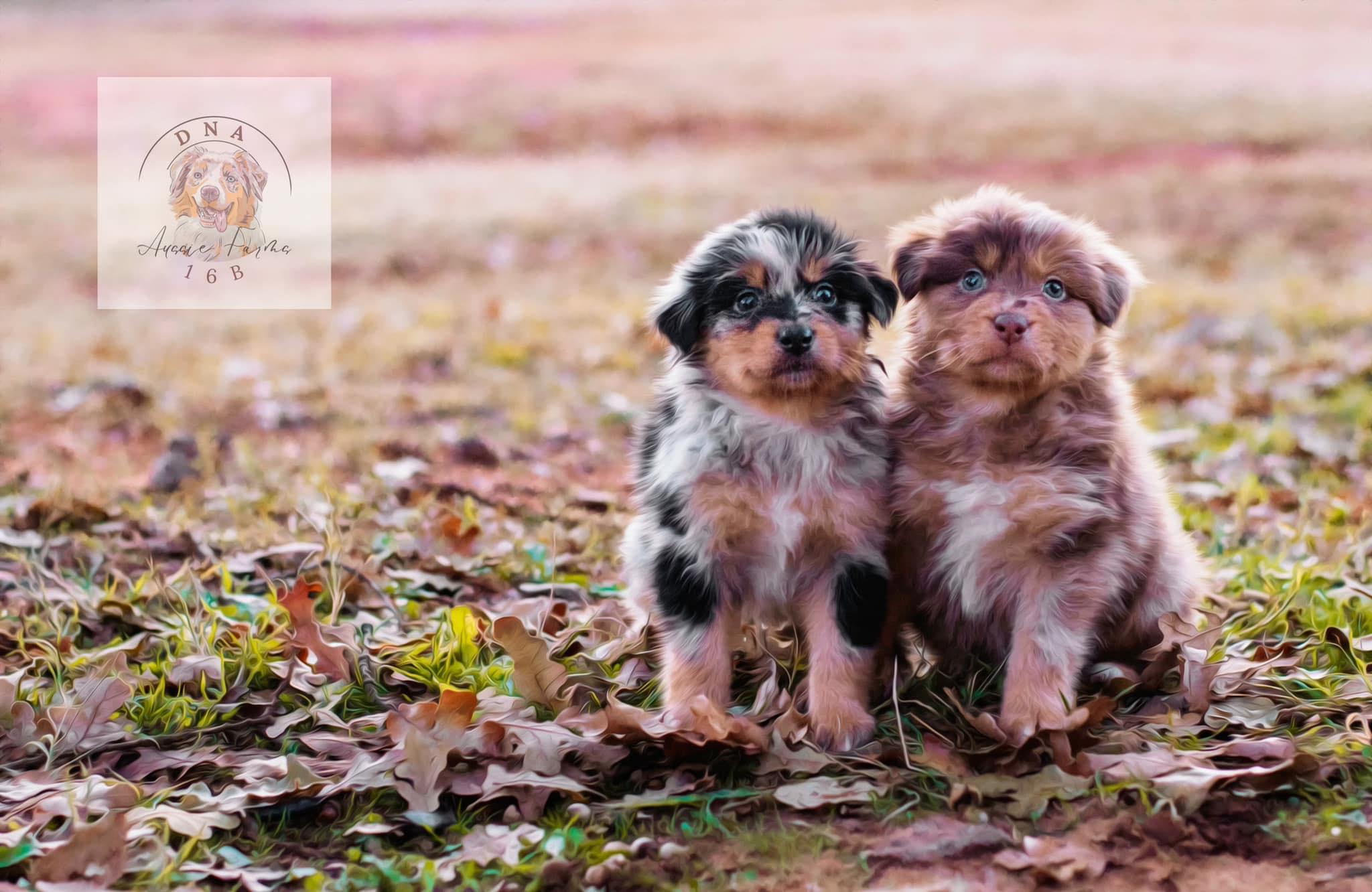 DNA 16B Aussie Farms in Oklahoma | Australian Shepherd puppies | Good Dog