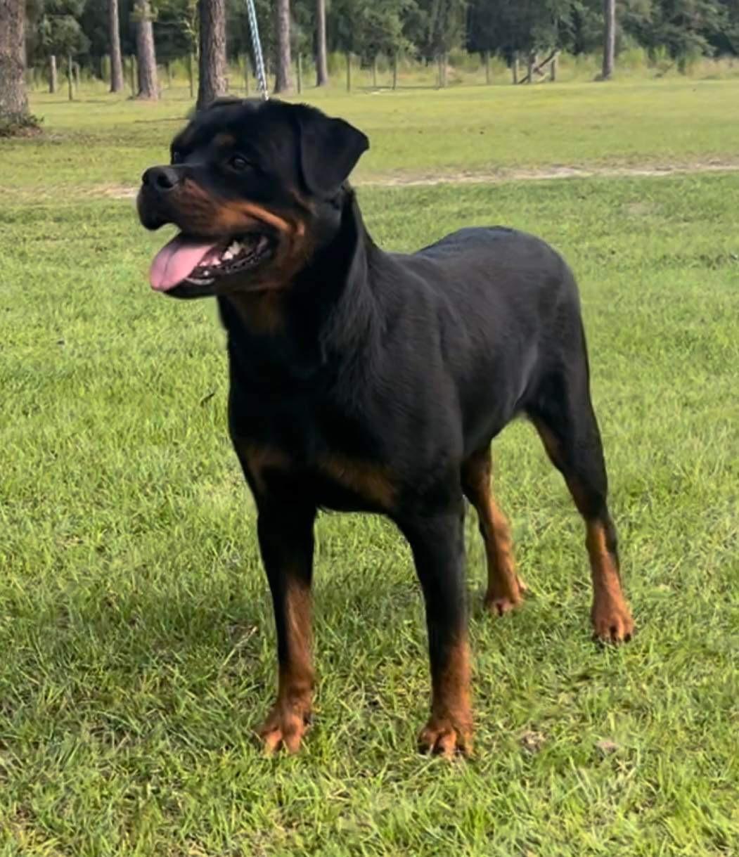 Mottled Creek Farm in Georgia | Border Collie and Rottweiler puppies ...
