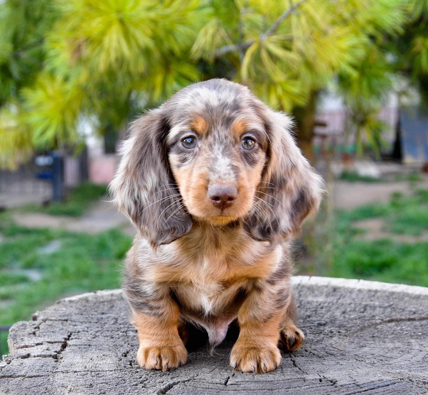 That Beautiful Dachshund/Frenchies in Illinois | Dachshund and French ...