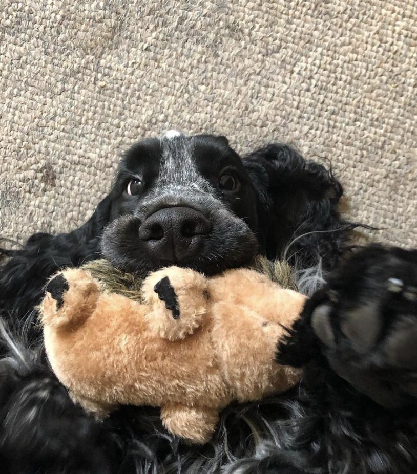 StoneRose Kennels in Oregon | English Cocker Spaniel puppies | Good Dog