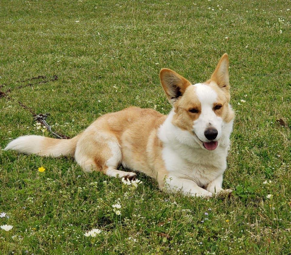 Southpaw Farms Corgis in Texas | Cardigan Welsh Corgi puppies | Good Dog