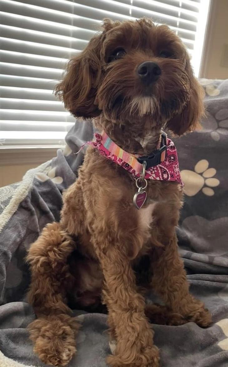 Mason Farmhouse Poodles, Doodles & Poos (Breeding & Stud Services) in ...