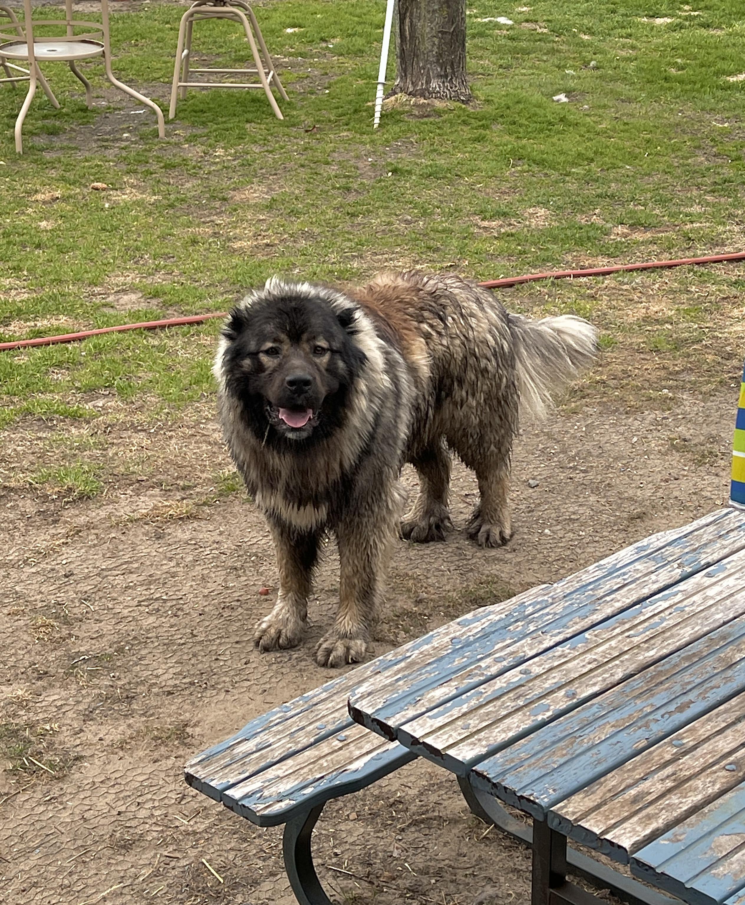Royal Caucasian Shepherds ® in Michigan | Caucasian Shepherd Dog ...