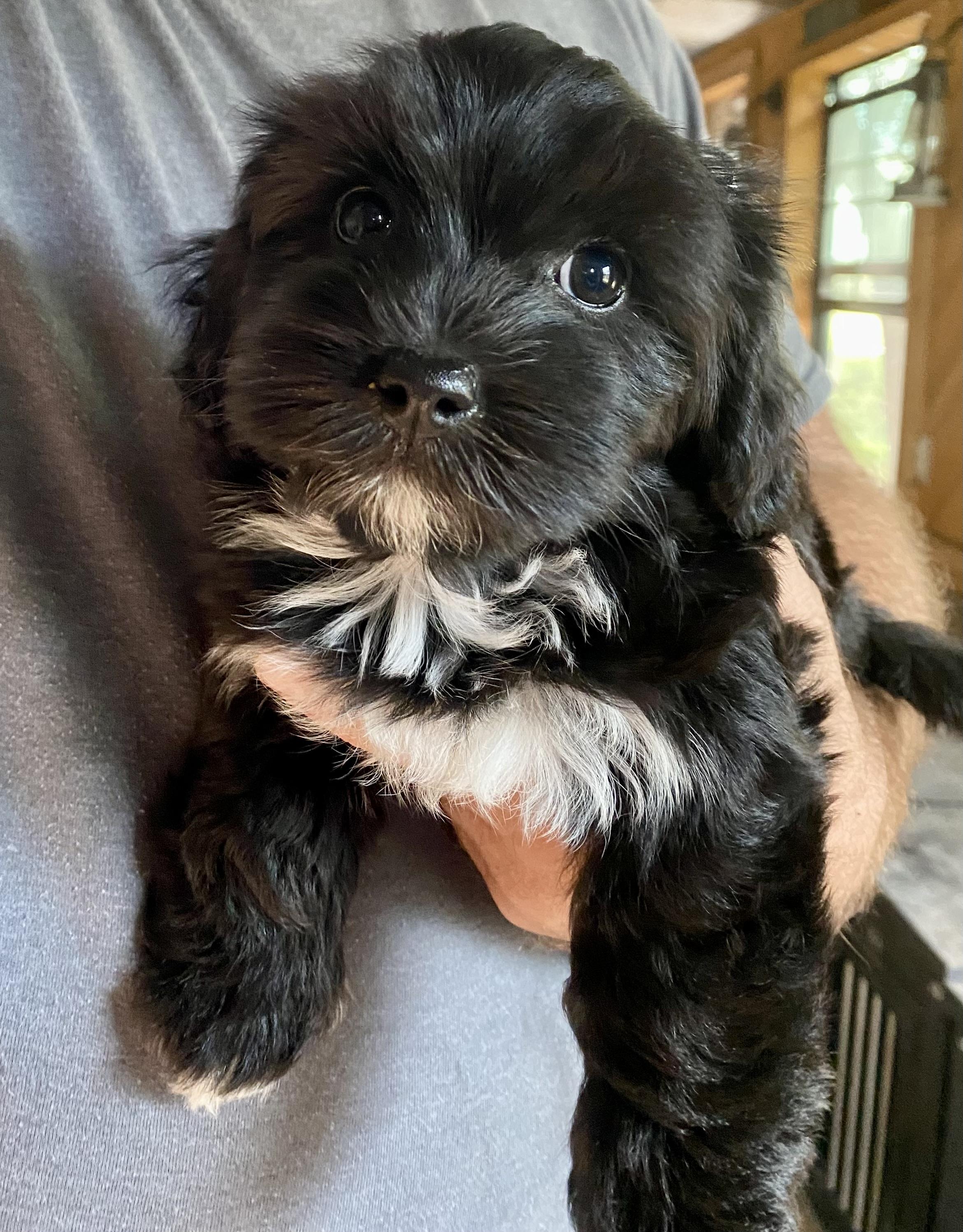 The Happy Havanese in Texas | Havanese puppies | Good Dog
