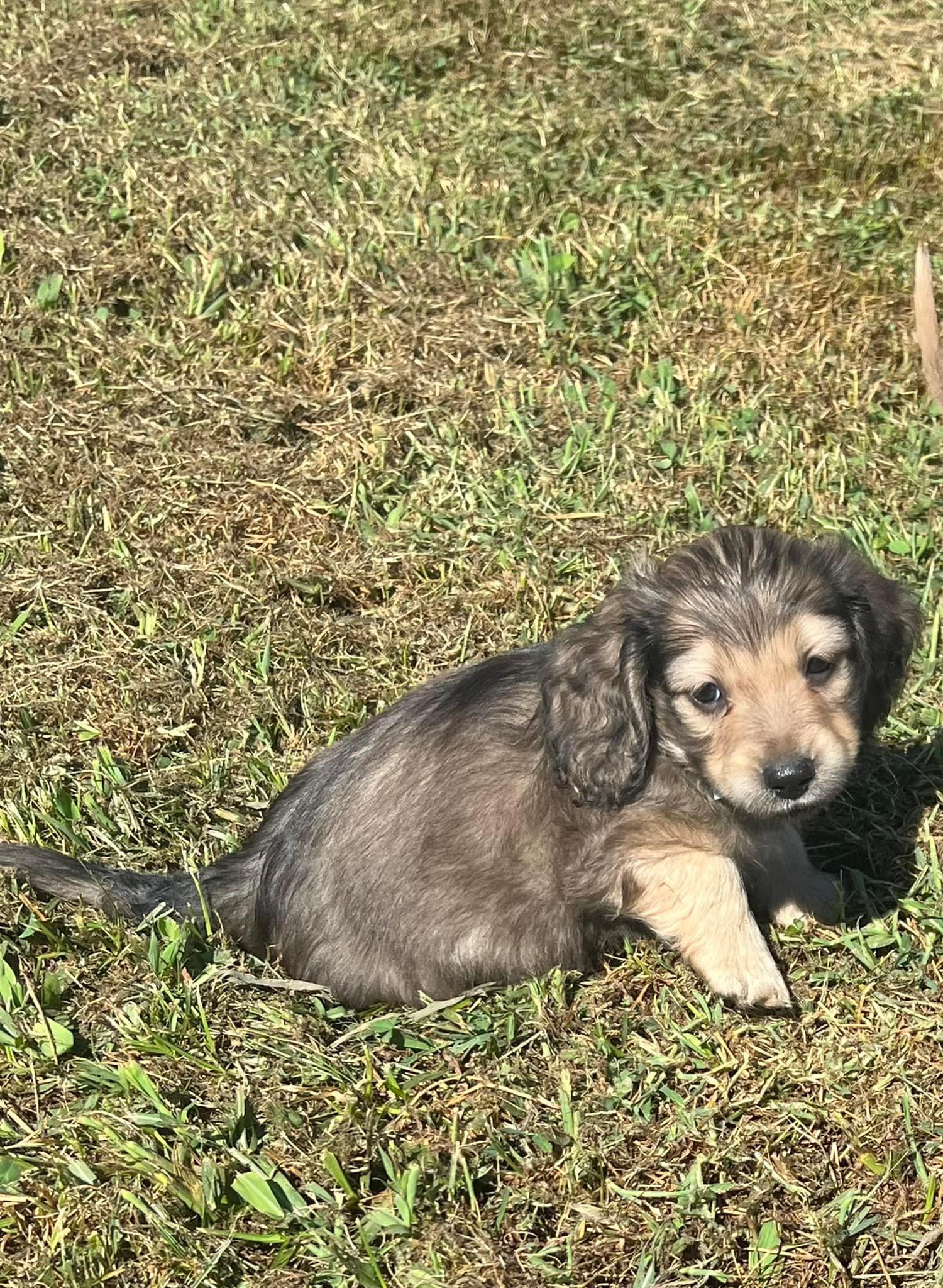 KK Mini Doxies in Tennessee | Dachshund puppies | Good Dog