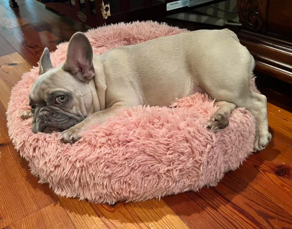 Baton Rouge Bullies in Louisiana | French Bulldog puppies | Good Dog