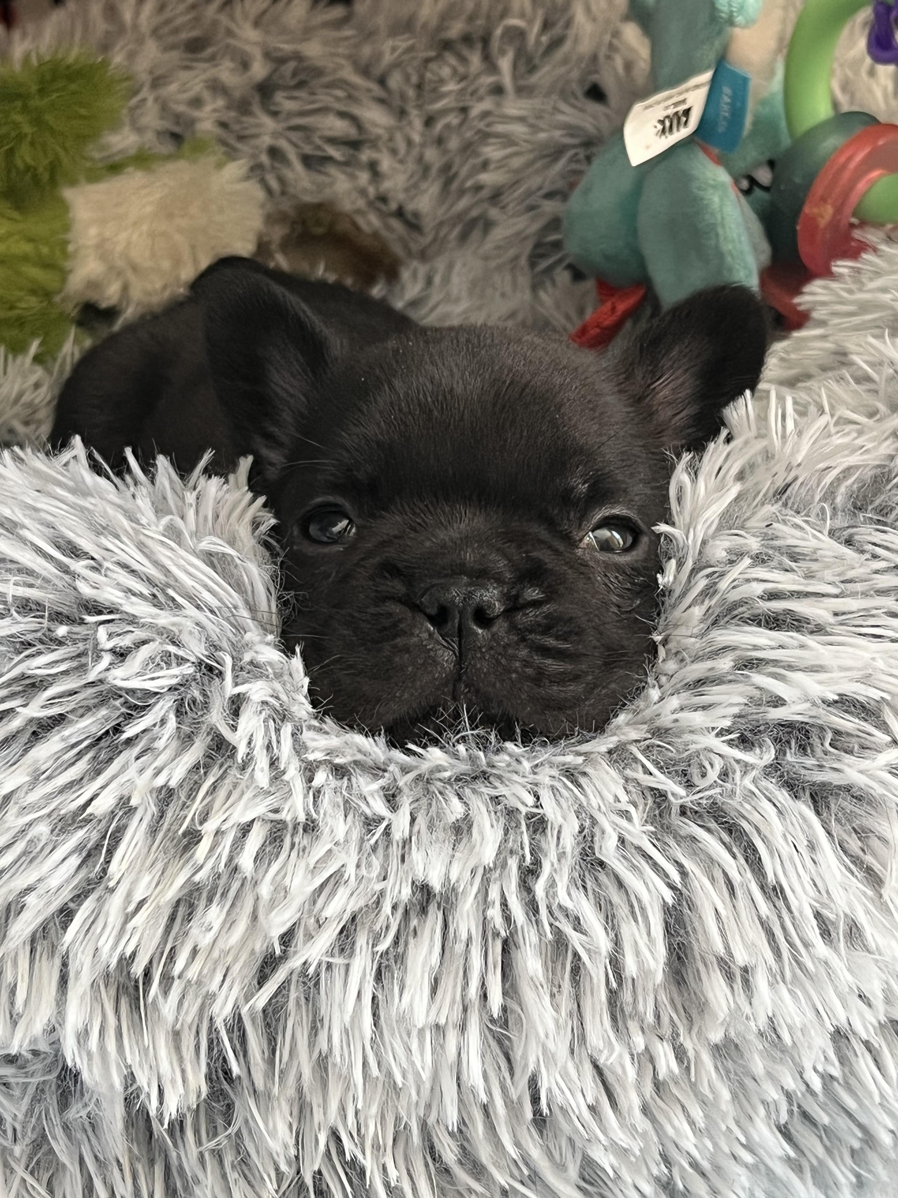 QVR Labradors, Leonbergers and Frenchies in Maryland | French Bulldog ...