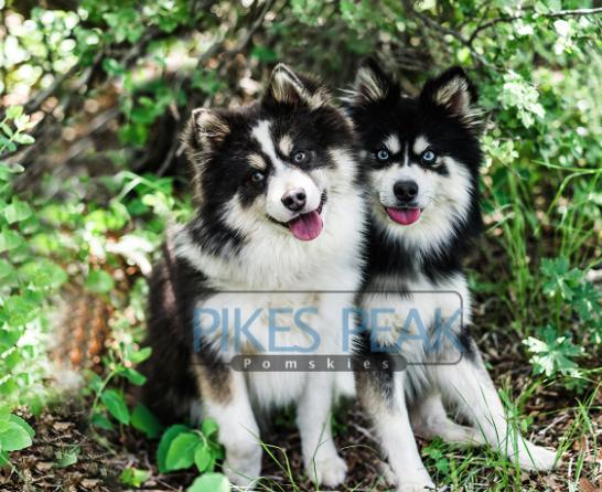 Pikes Peak Pomskies in Colorado | Pomsky puppies | Good Dog