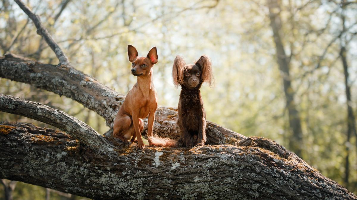 25 cute Russian Toy puppies for sale | Good Dog