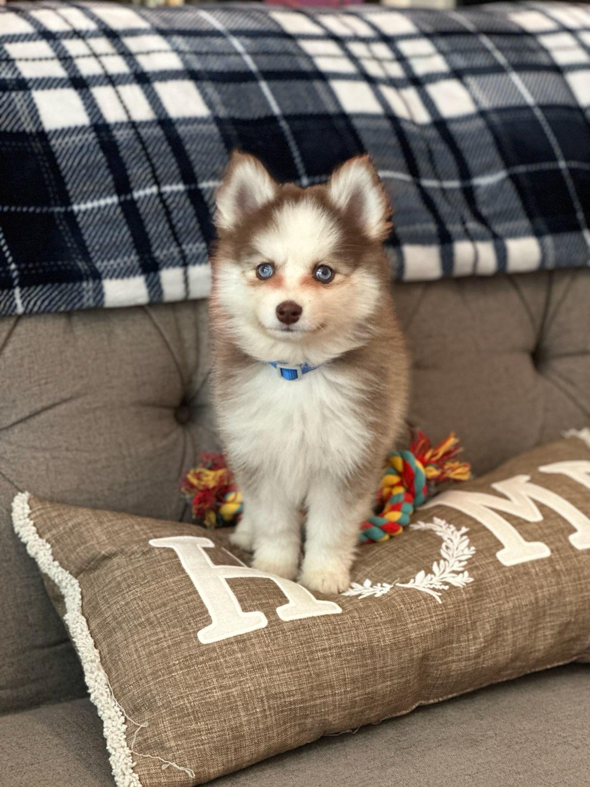 Blue Pearl Pomskies in Michigan | Pomsky puppies | Good Dog