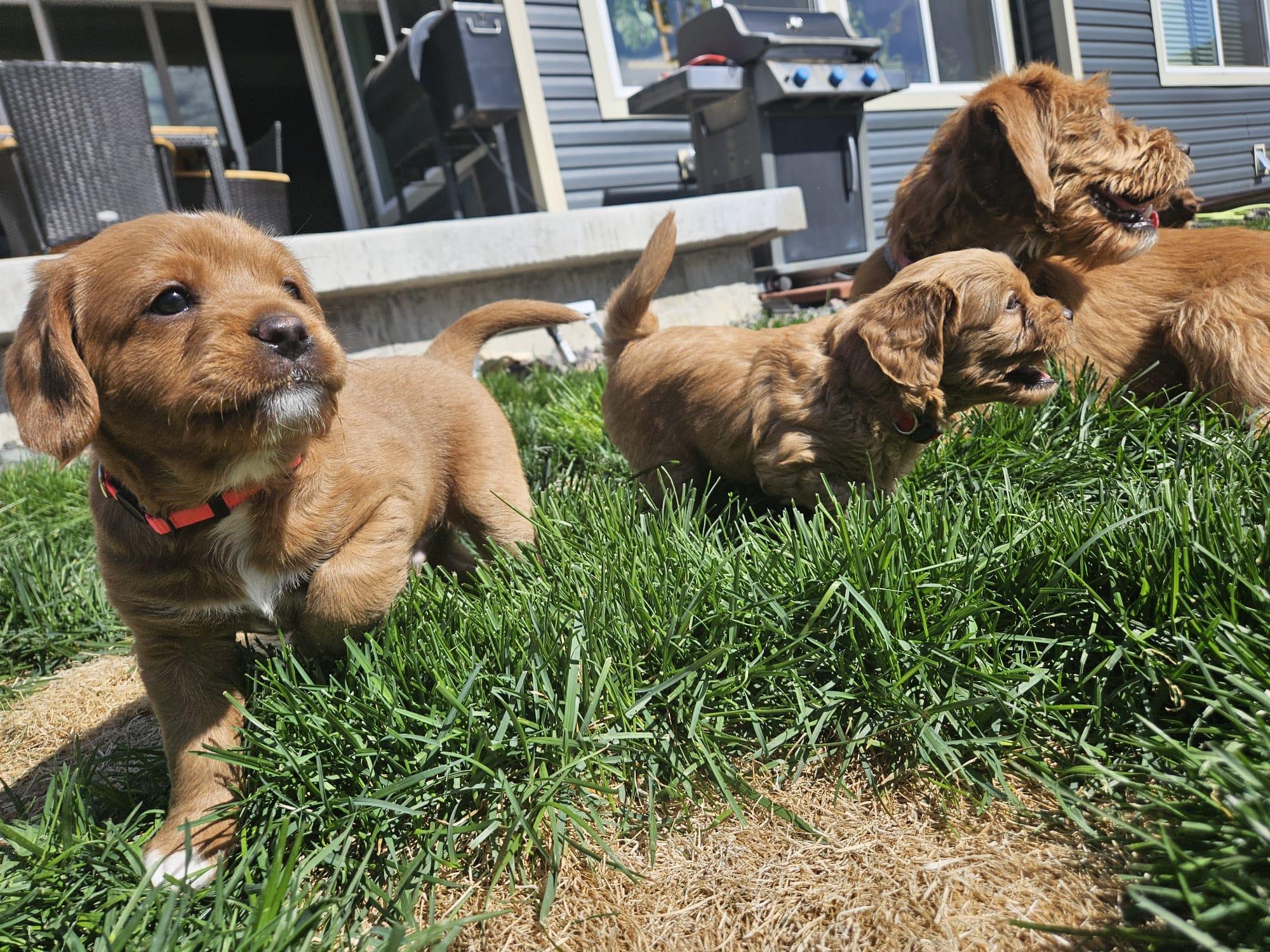 Playful Paws Labradoodles in Colorado | Labradoodle puppies | Good Dog
