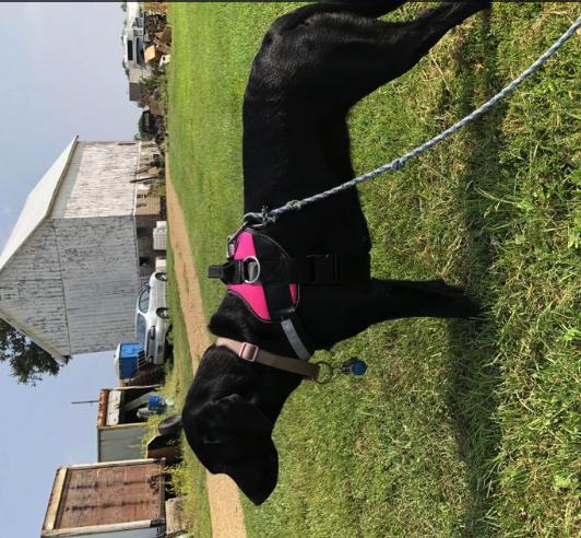 Midnight Labradors in Minnesota | Labrador Retriever puppies | Good Dog