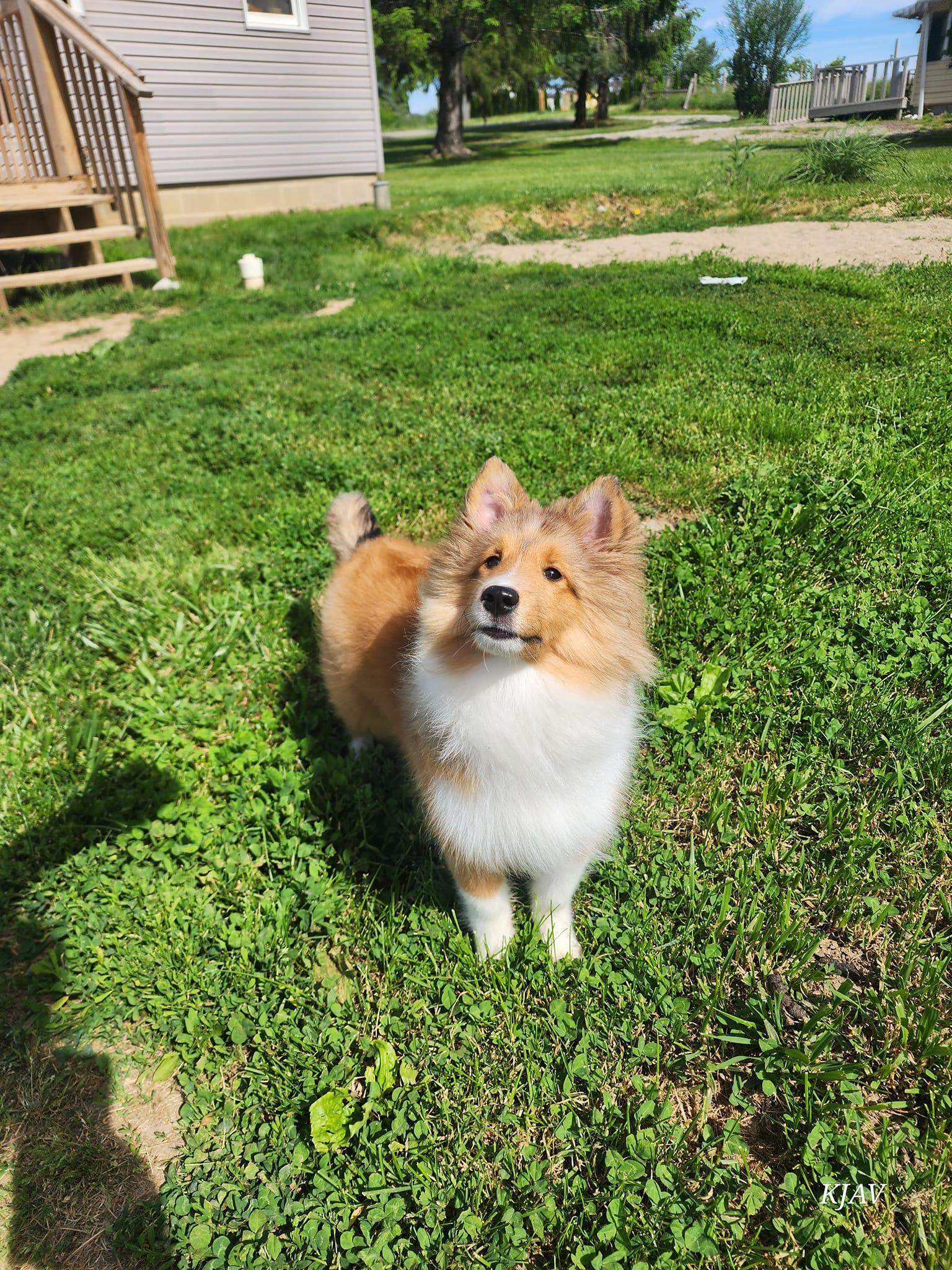 Kayla's Shelties in Ohio | Shetland Sheepdog puppies | Good Dog