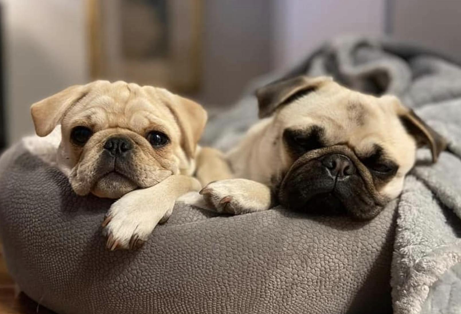 Big Country Pugs in Texas | Pug puppies | Good Dog