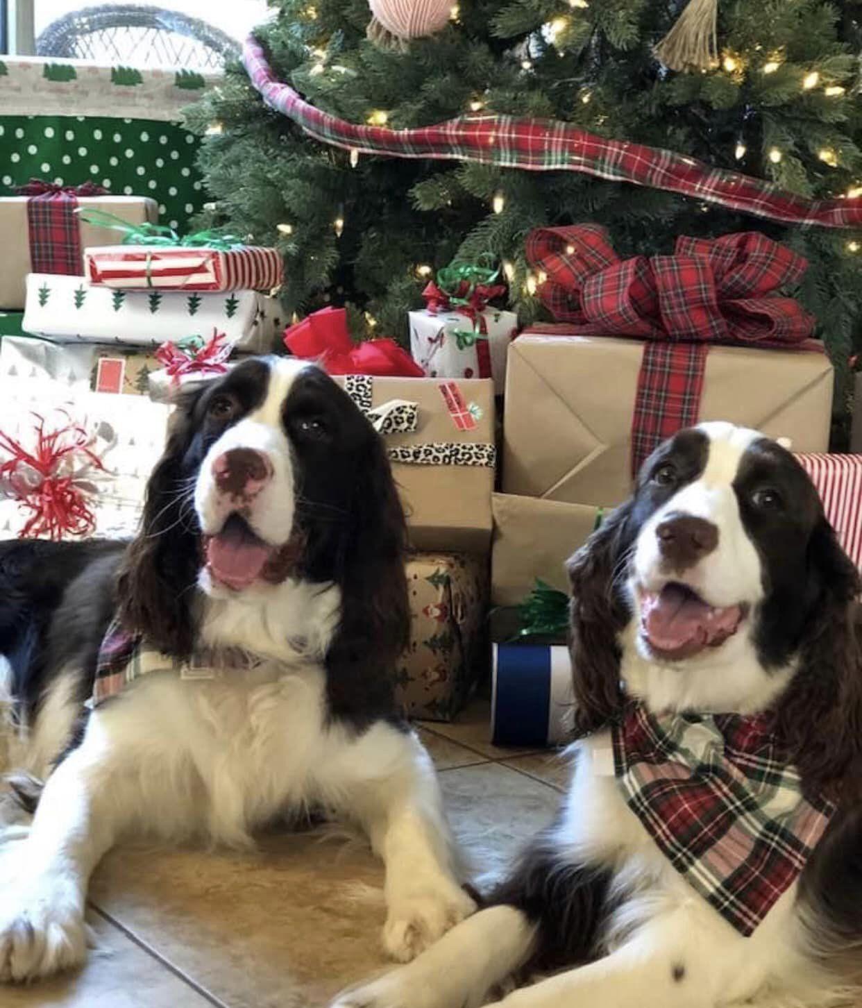 Saintly Springer Spaniels in Arizona | English Springer Spaniel puppies ...