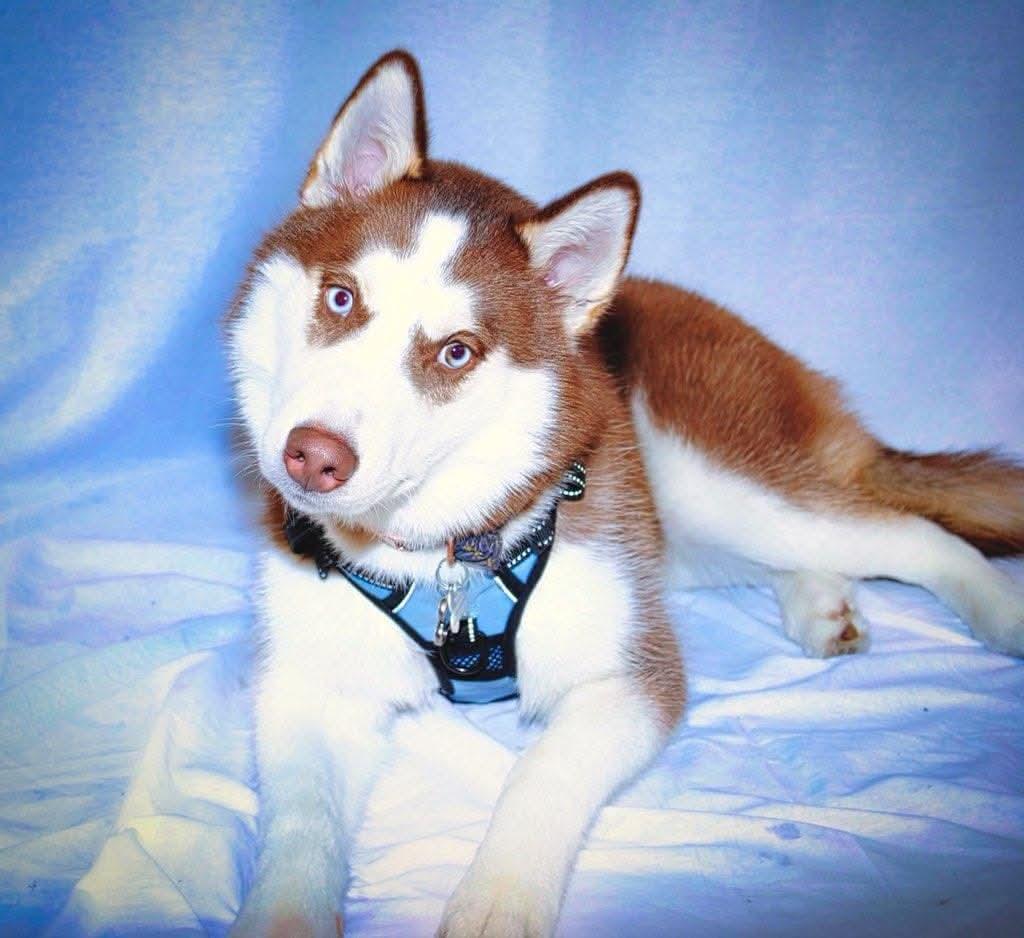WolfPackk in Ohio | German Shepherd and Siberian Husky puppies | Good Dog