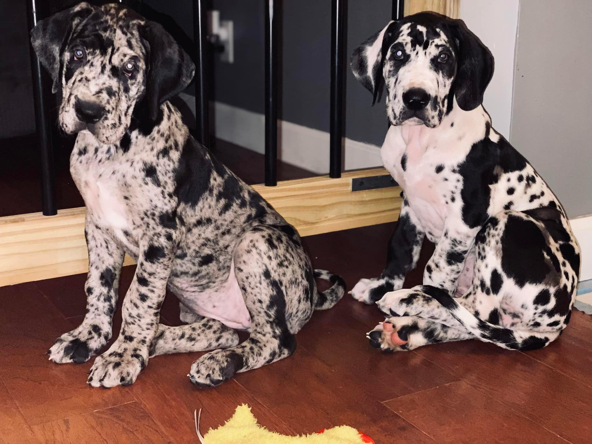Dayton Danes in Indiana | Great Dane puppies | Good Dog
