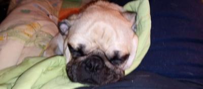 Marsha's Pugs in Indiana | Pug puppies | Good Dog