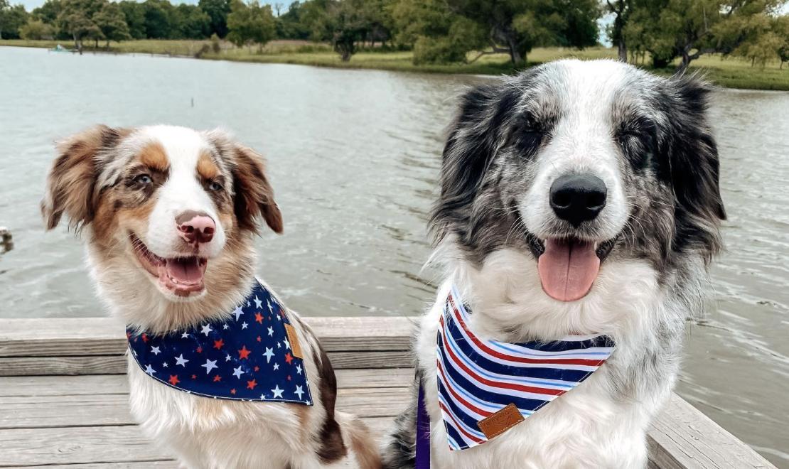 Murphy Ranch Australian Shepherds in Texas | Australian Shepherd ...