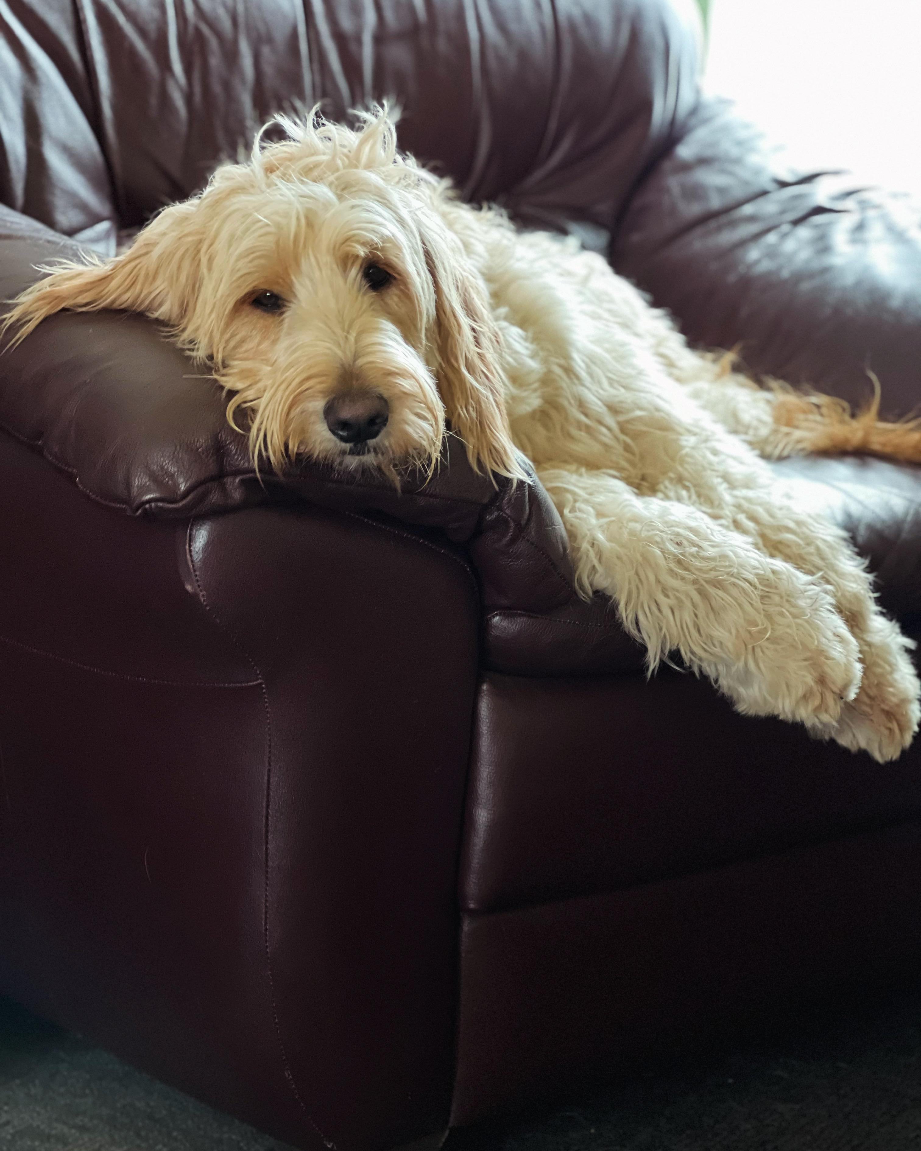 Old Mission Retrievers in Michigan | Bearded Retriever puppies | Good Dog