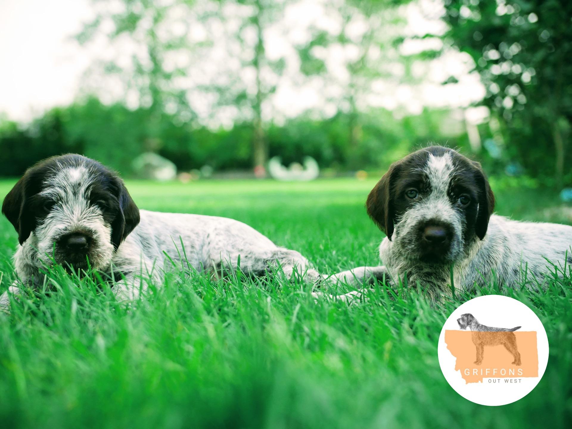 Griffons Out West in Montana | Wirehaired Pointing Griffon puppies ...