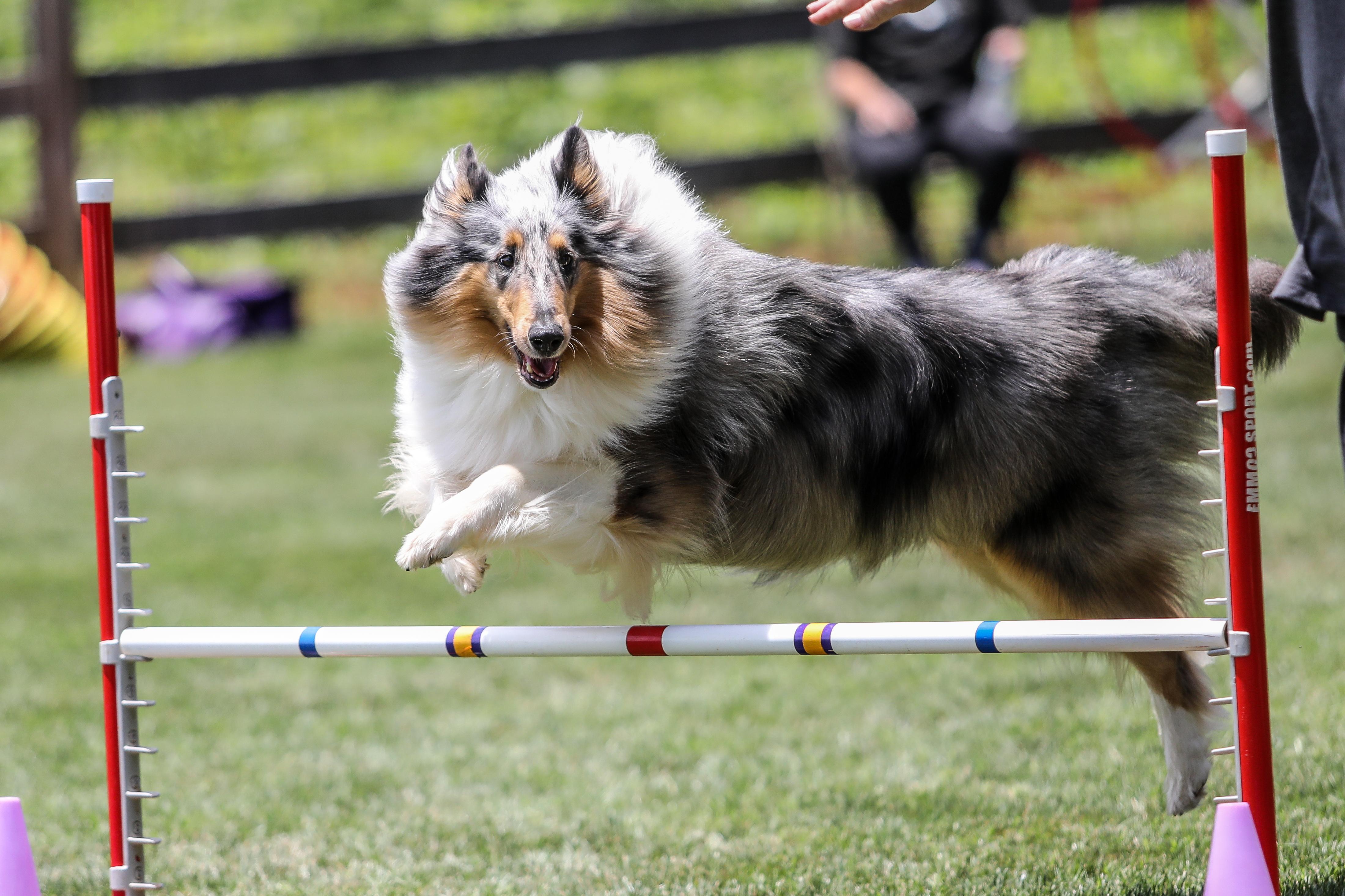 Grace Mountain Collies in Tennessee | Collie puppies | Good Dog