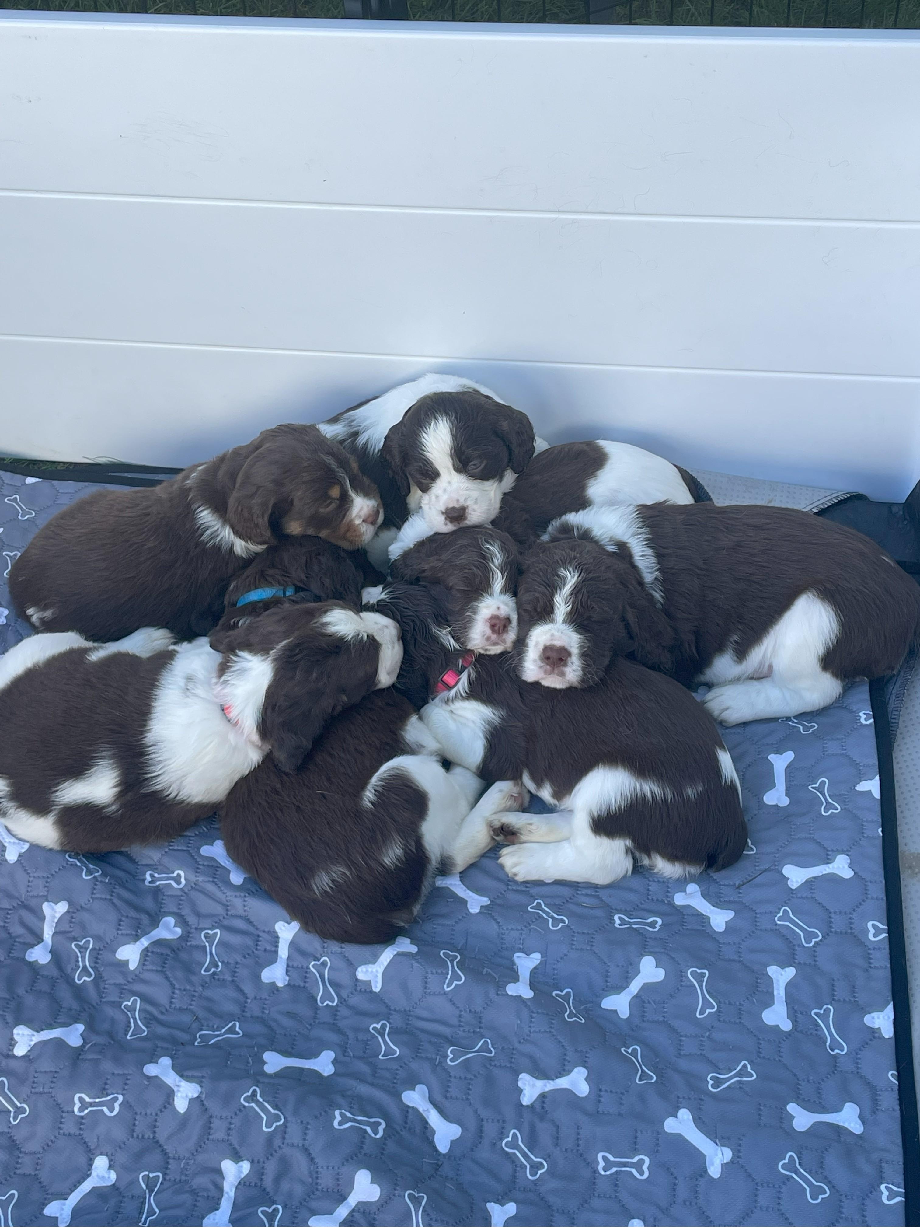 Flag City Springers in Ohio | English Springer Spaniel puppies | Good Dog