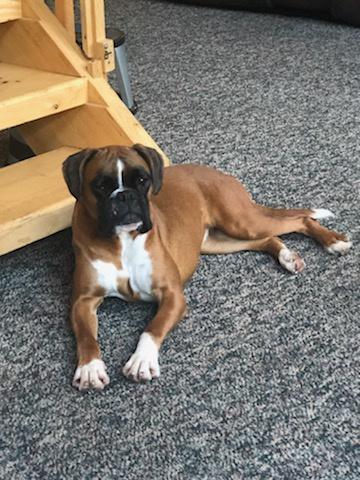Fitzgerald’s Boxers in Maine | Boxer puppies | Good Dog